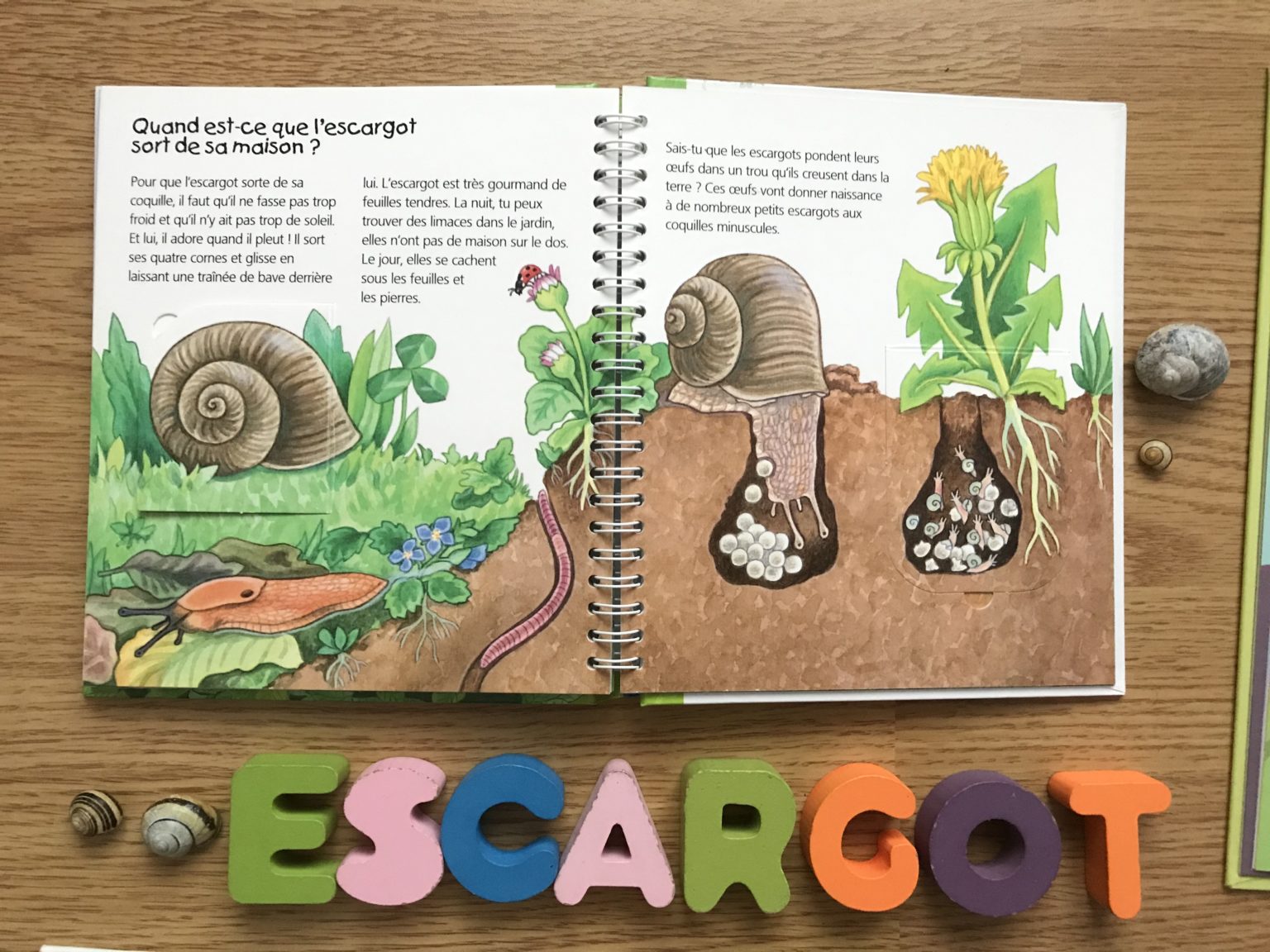 🔎L’ESCARGOT 🐌 – Cabane de Fleur