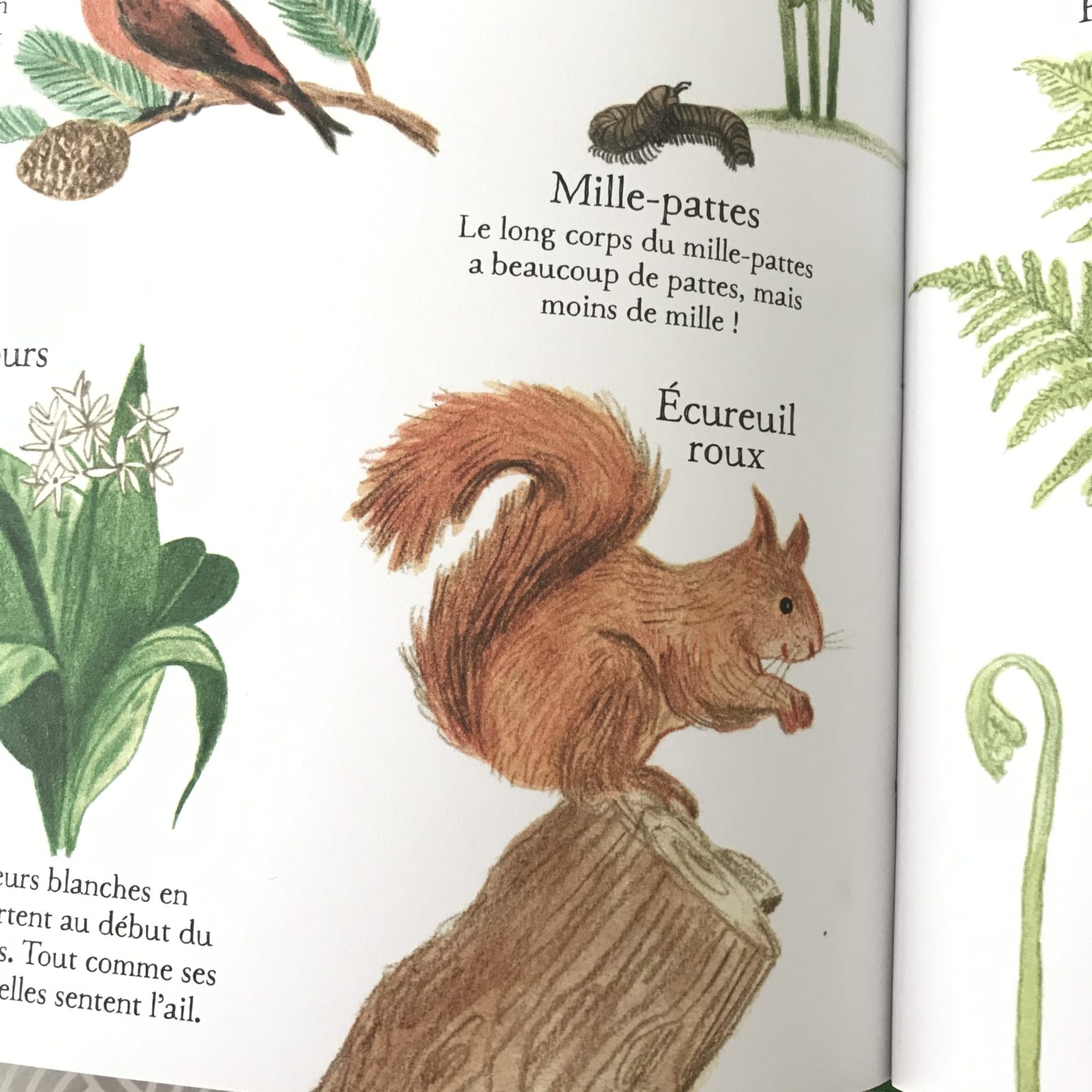 🔎L’ÉCUREUIL 🐿 – Cabane de Fleur