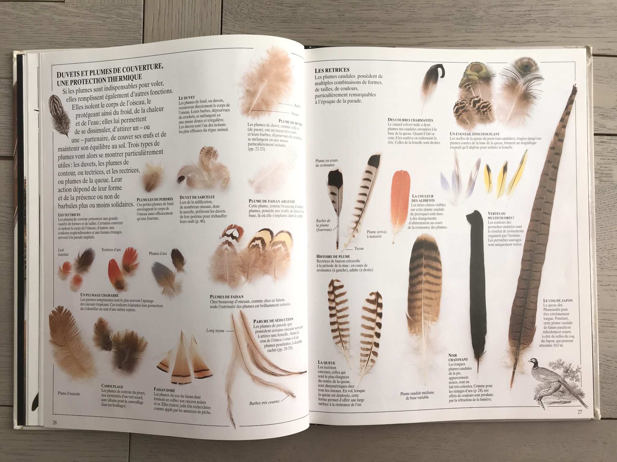 🔎LES PLUMES 🪶 – Cabane de Fleur