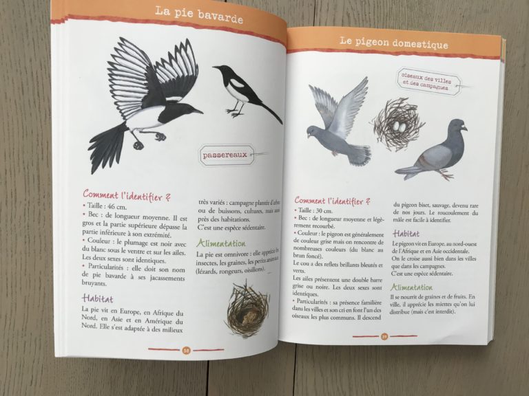 🔎LES OISEAUX 🐦 – Cabane de Fleur