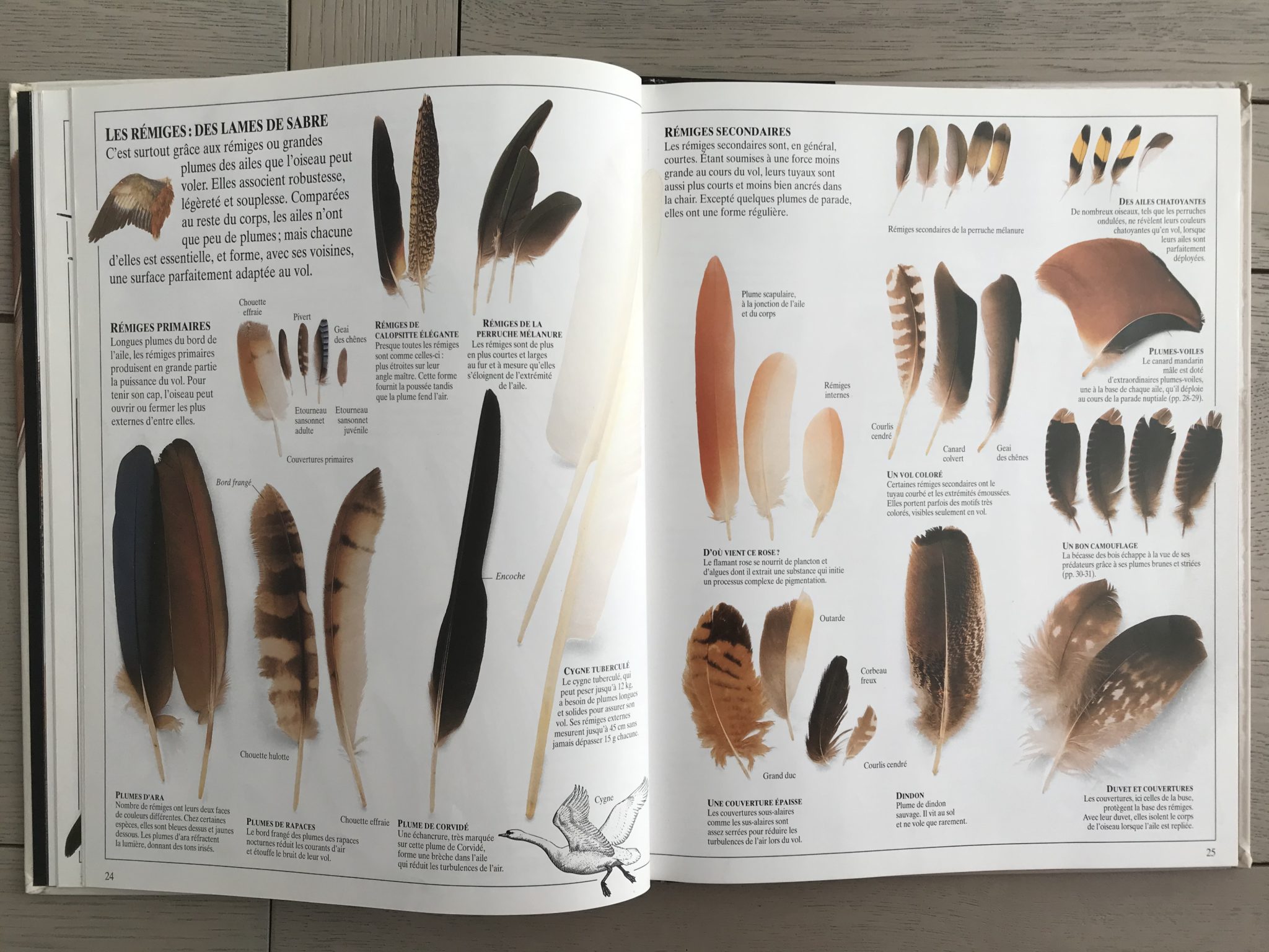 🔎LES PLUMES 🪶 – Cabane de Fleur