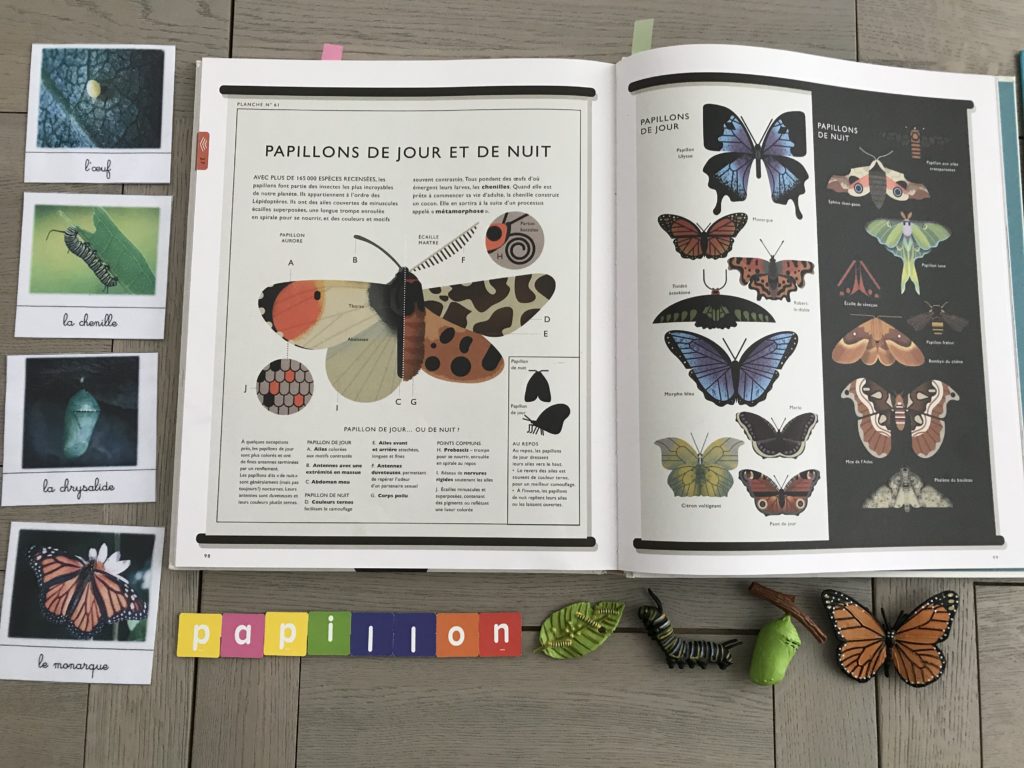 🔎LE PAPILLON 🦋 – Cabane de Fleur