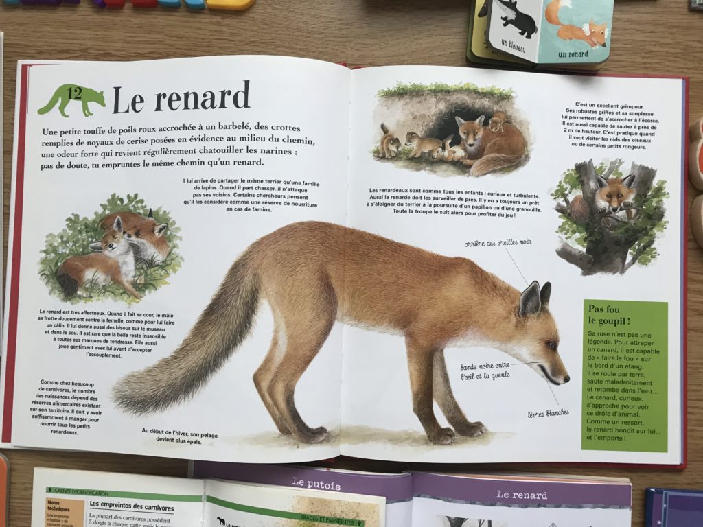🔎LE RENARD 🦊 – Cabane de Fleur
