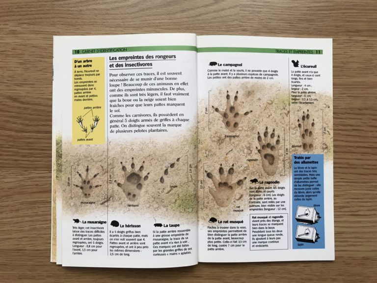 🔎L’ÉCUREUIL 🐿 – Cabane de Fleur