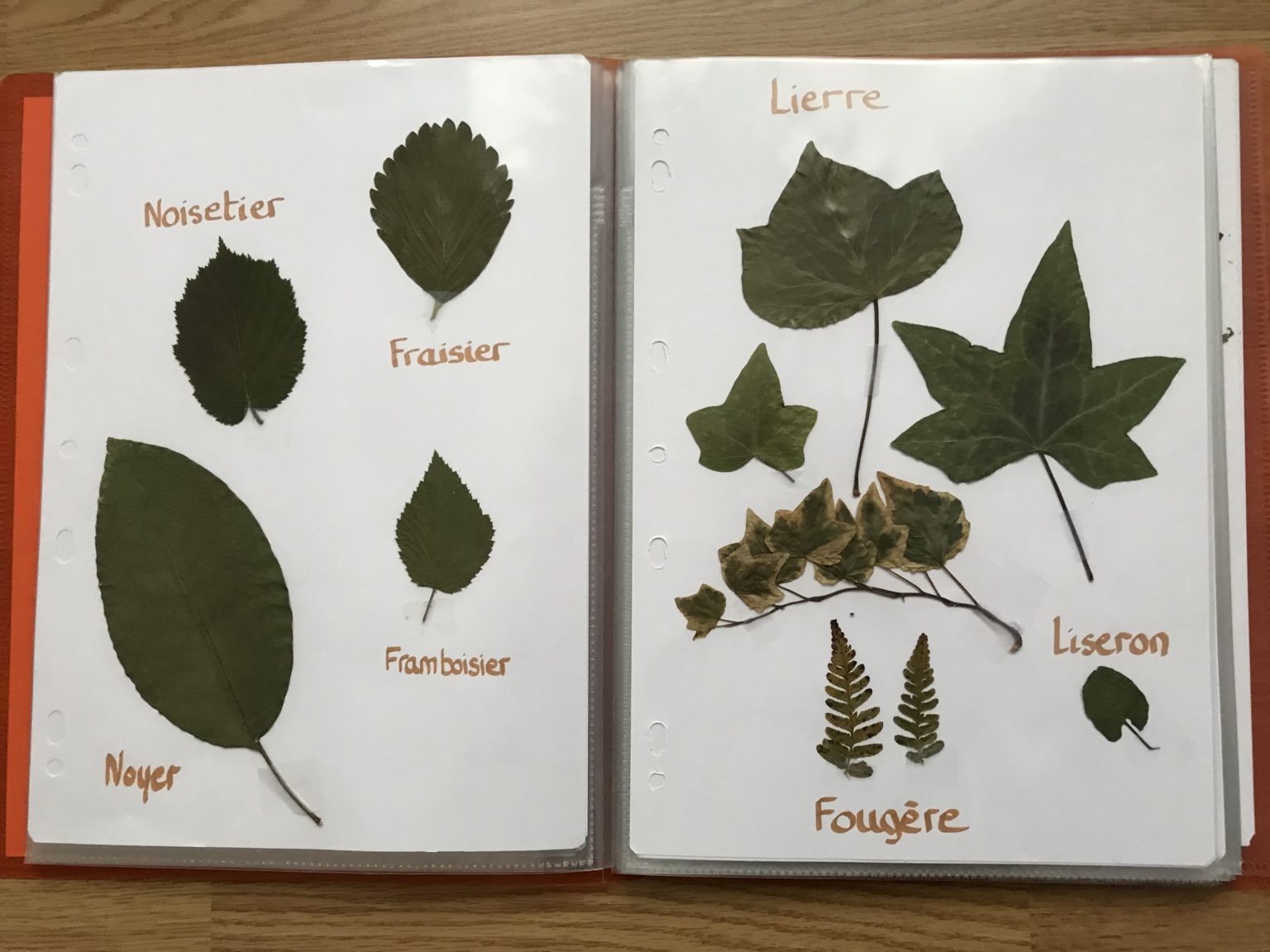 L’AUTOMNE – Cabane de Fleur