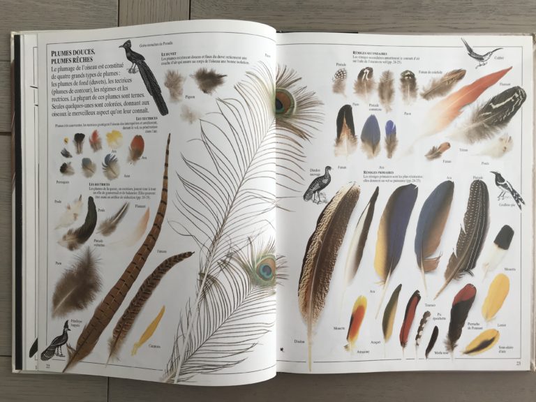 🔎LES PLUMES 🪶 – Cabane de Fleur