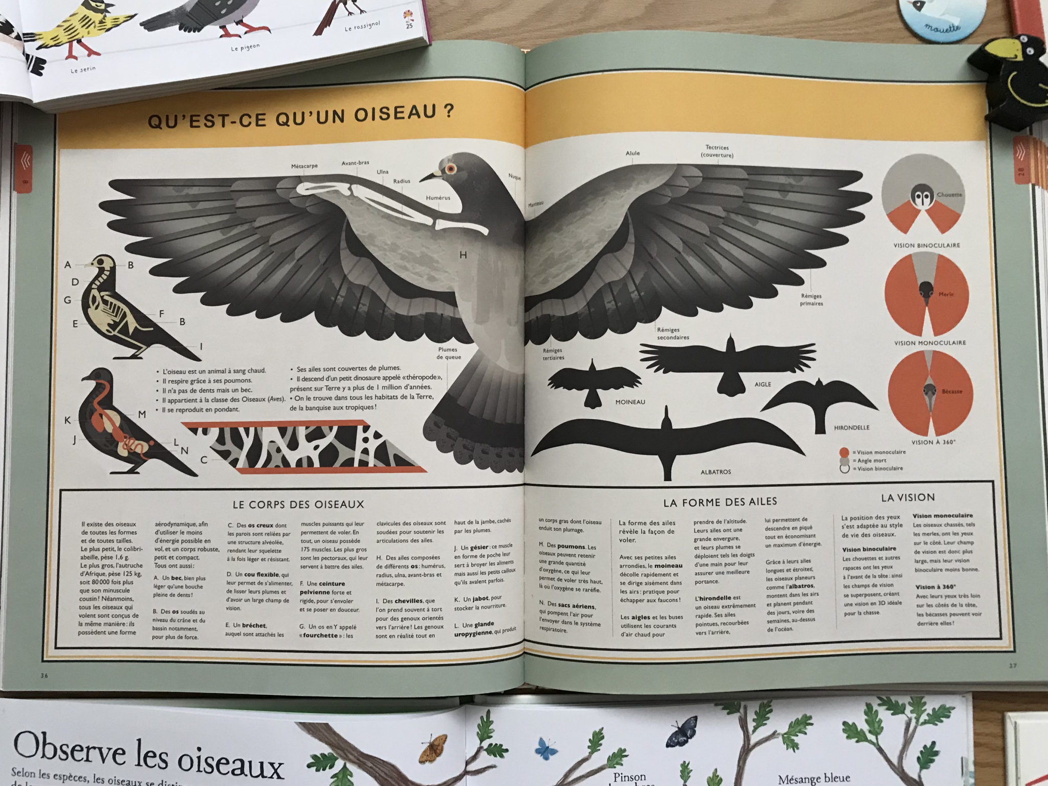 🔎LES OISEAUX 🐦 – Cabane de Fleur