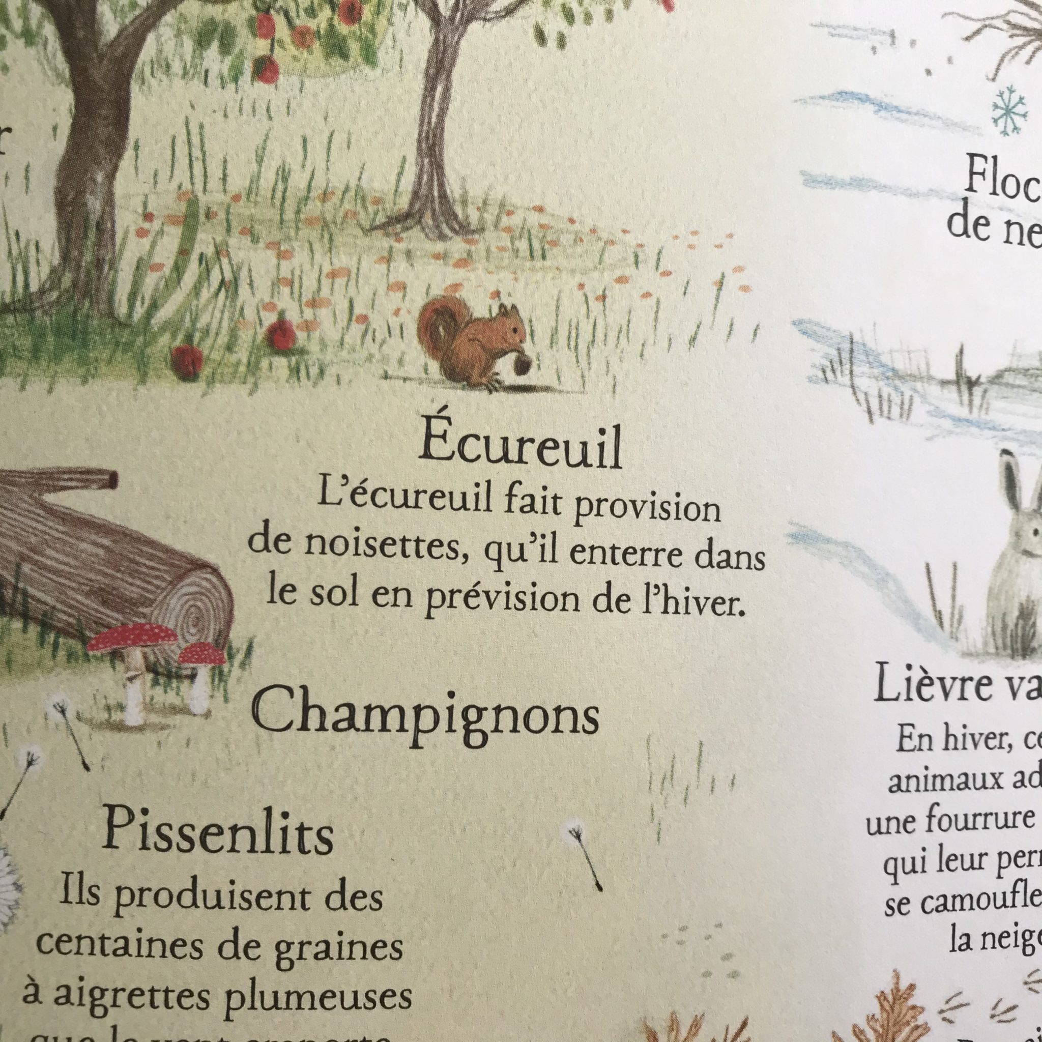 🔎L’ÉCUREUIL 🐿 – Cabane de Fleur