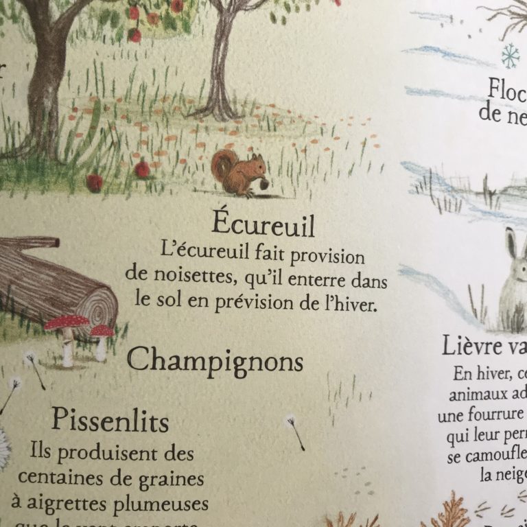 🔎L’ÉCUREUIL 🐿 – Cabane de Fleur