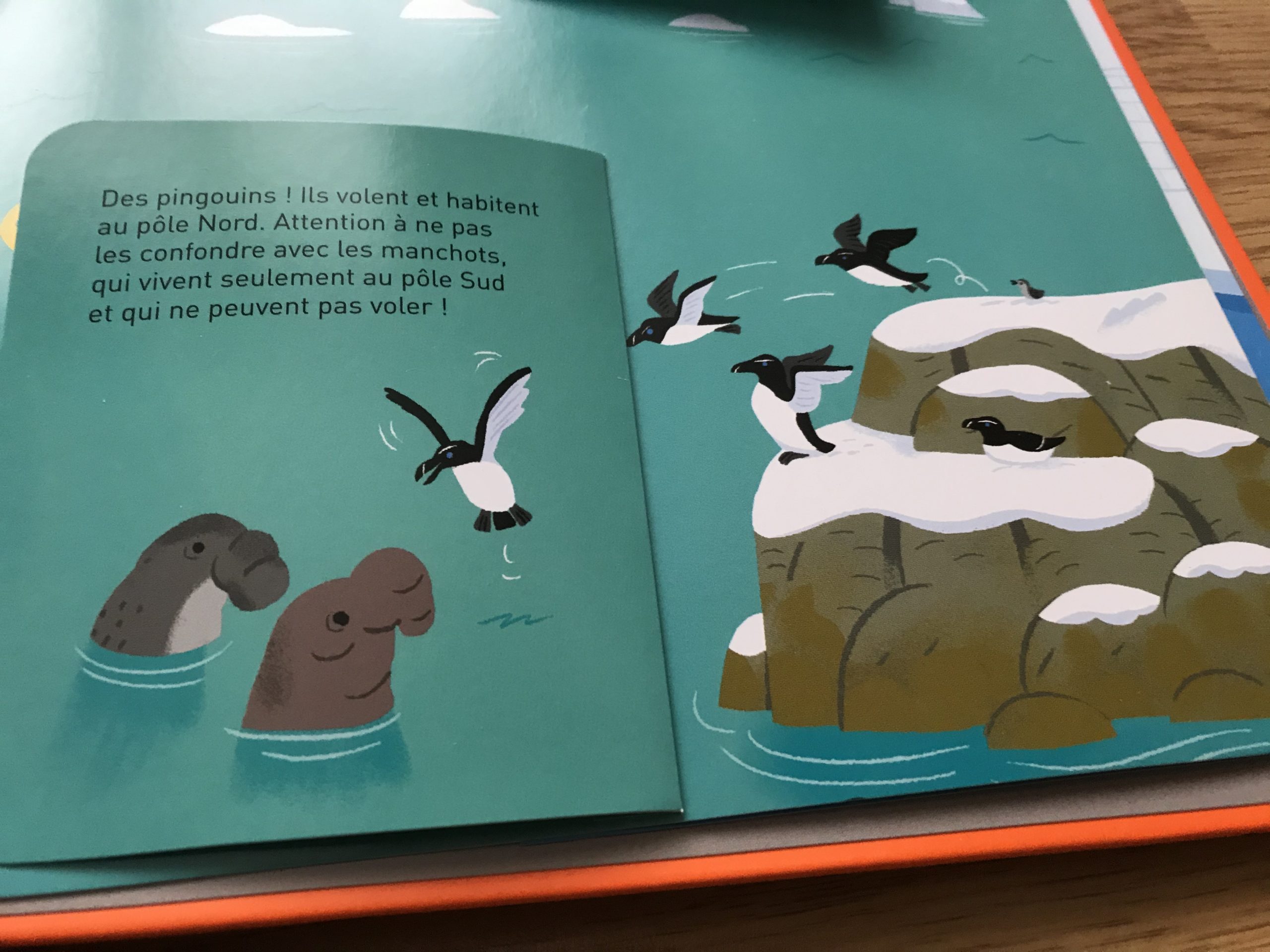 🔎LE MANCHOT ET LE PINGOUIN 🐧 – Cabane de Fleur