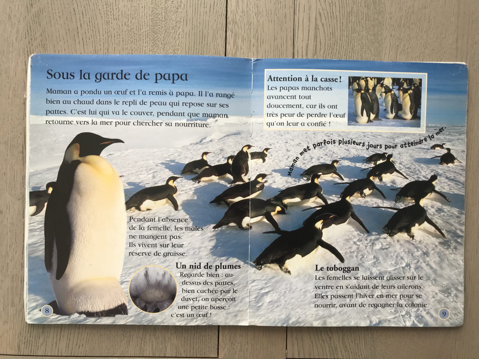 🔎LE MANCHOT ET LE PINGOUIN 🐧 – Cabane de Fleur