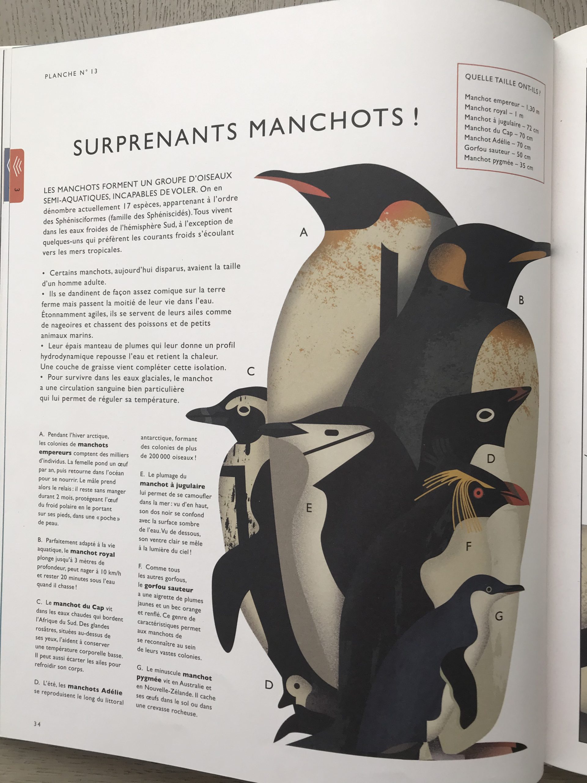 LE MANCHOT ET LE PINGOUIN – Cabane de Fleur