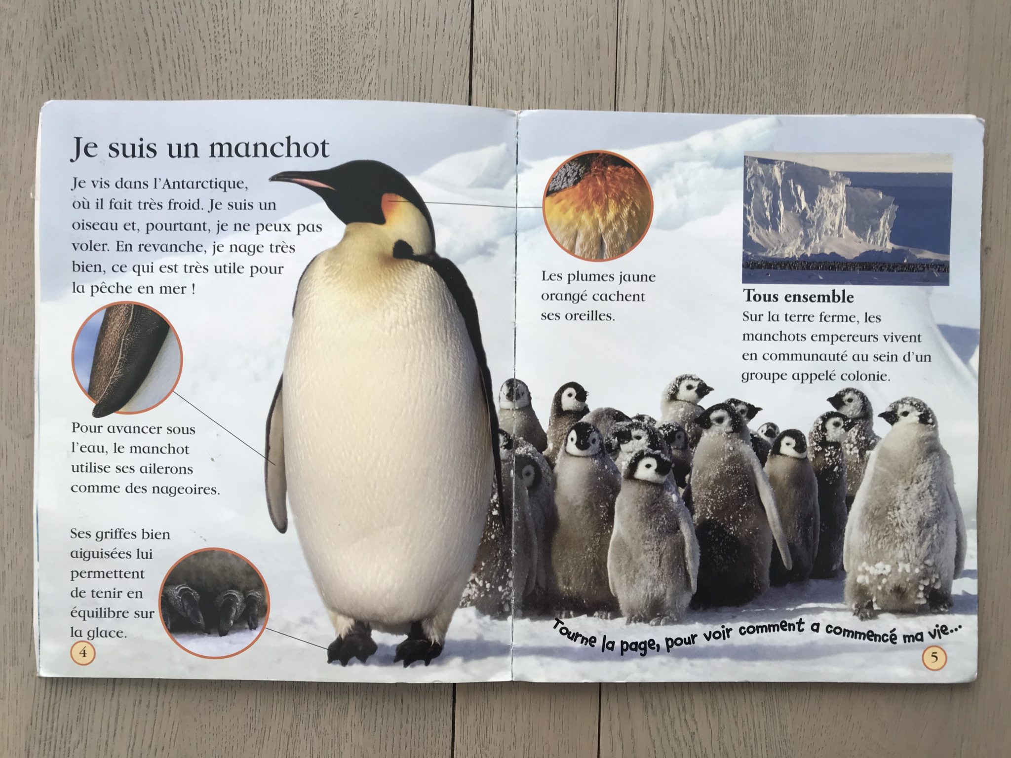 🔎LE MANCHOT ET LE PINGOUIN 🐧 – Cabane de Fleur