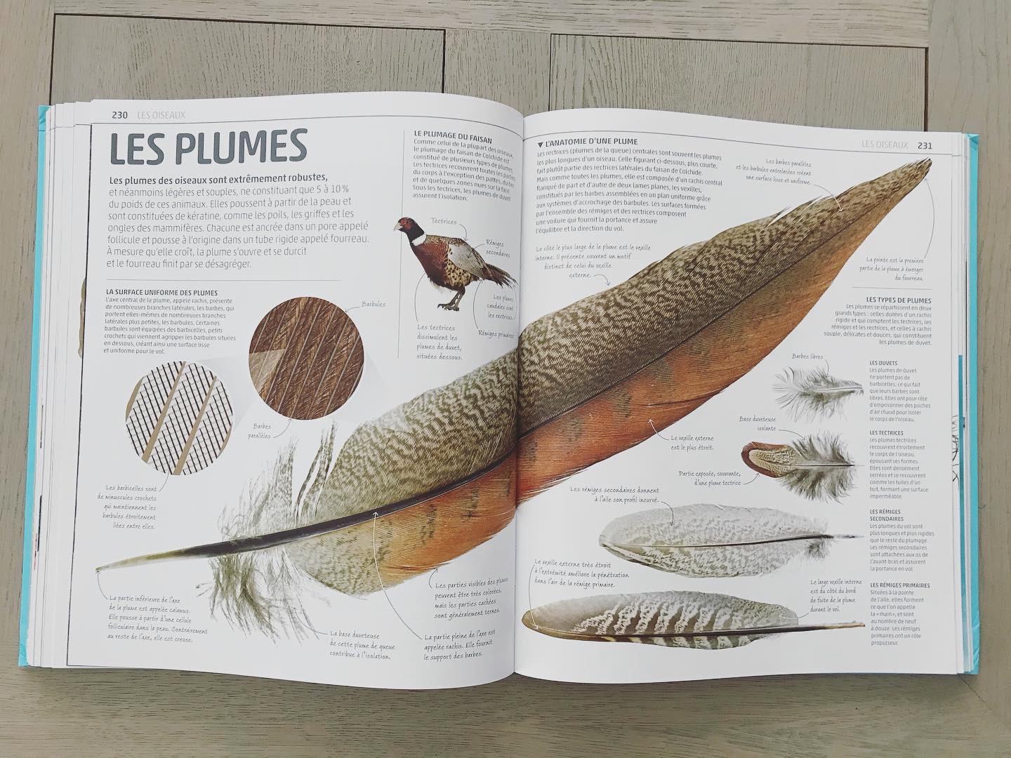 🔎LES PLUMES 🪶 – Cabane de Fleur