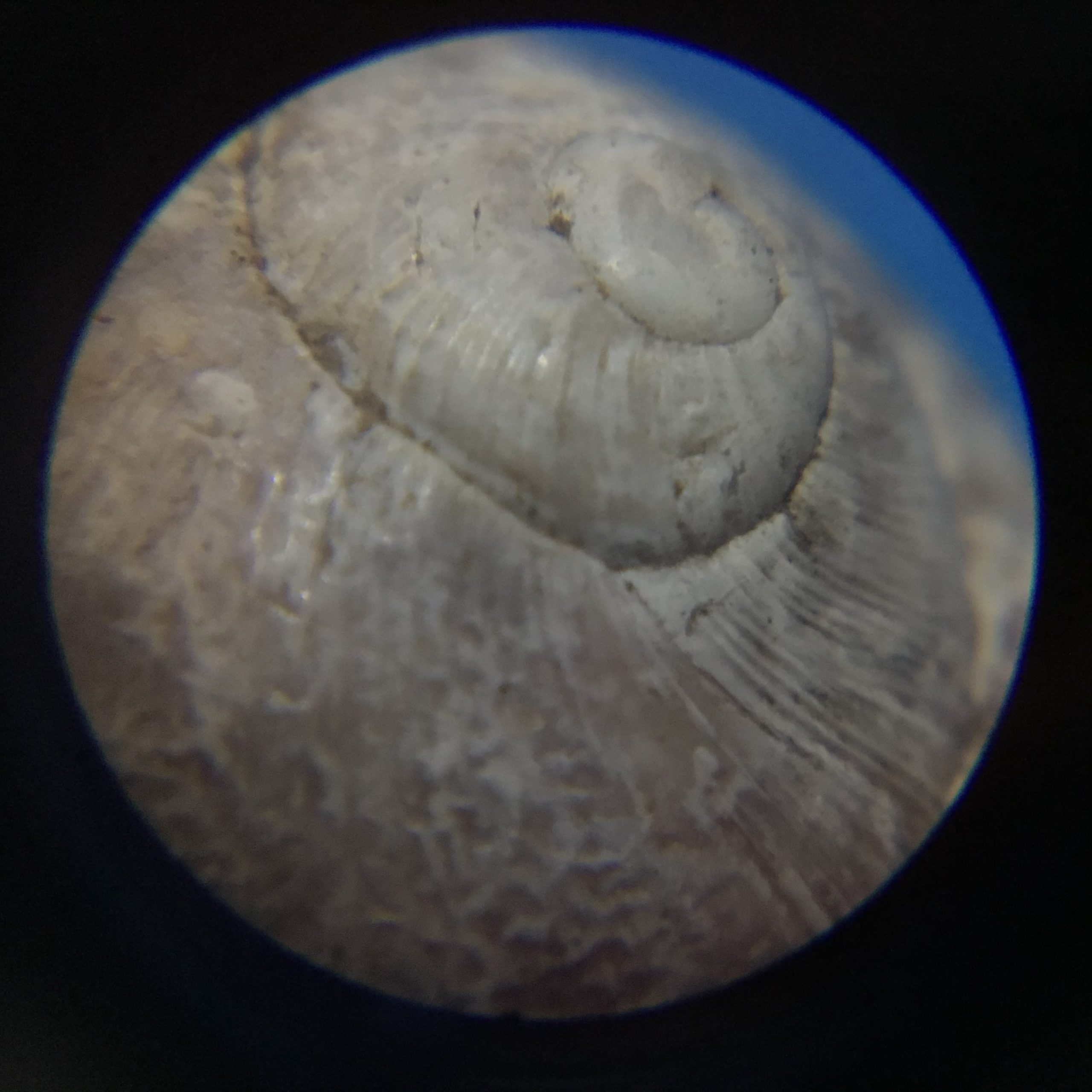 L’ESCARGOT – Cabane de Fleur