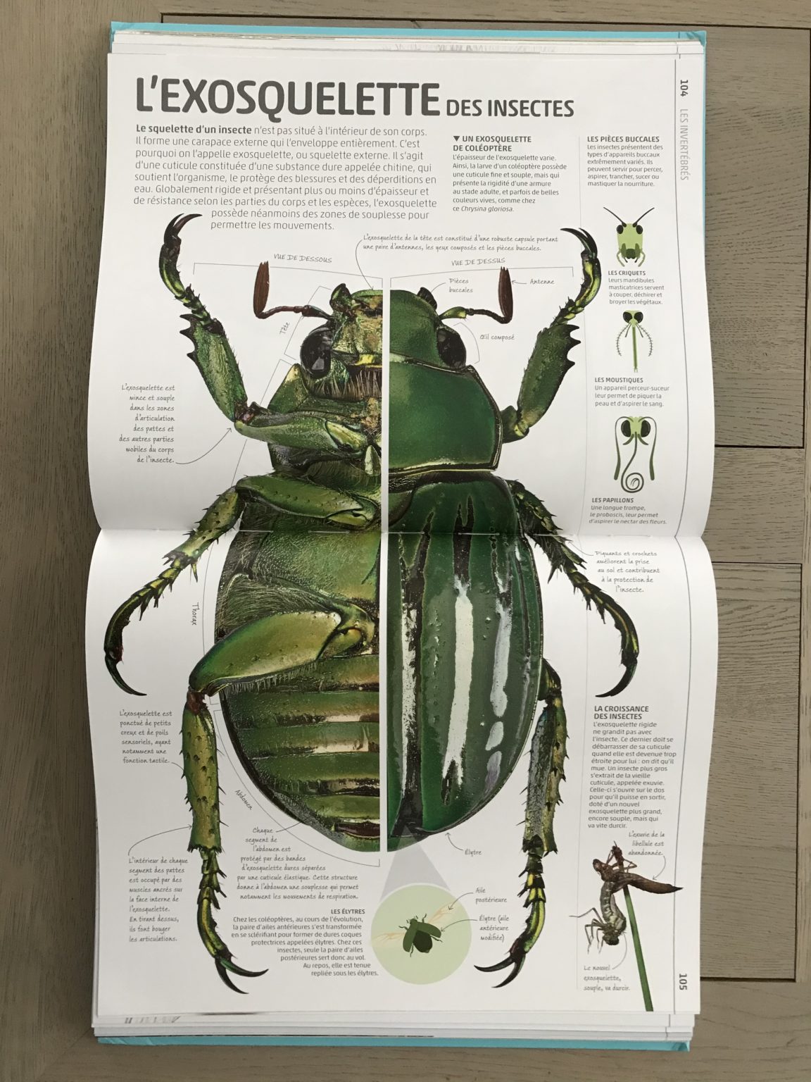 🔎LES COLÉOPTÈRES 🪲🐞 – Cabane de Fleur