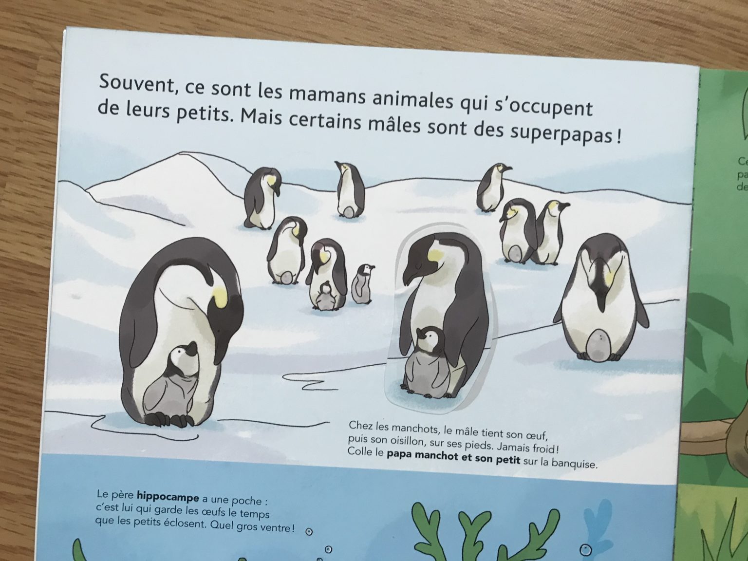 🔎LE MANCHOT ET LE PINGOUIN 🐧 – Cabane de Fleur