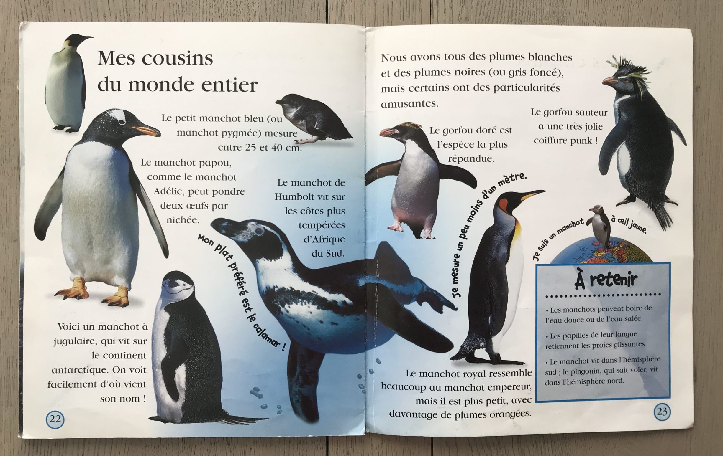 🔎LE MANCHOT ET LE PINGOUIN 🐧 – Cabane de Fleur