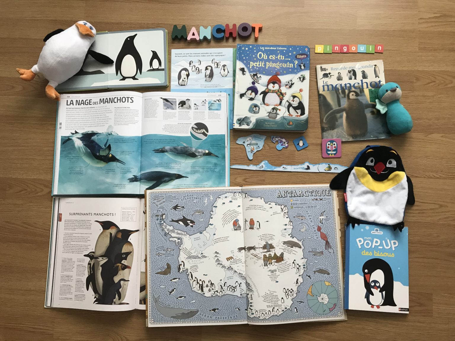 🔎LE MANCHOT ET LE PINGOUIN 🐧 – Cabane de Fleur