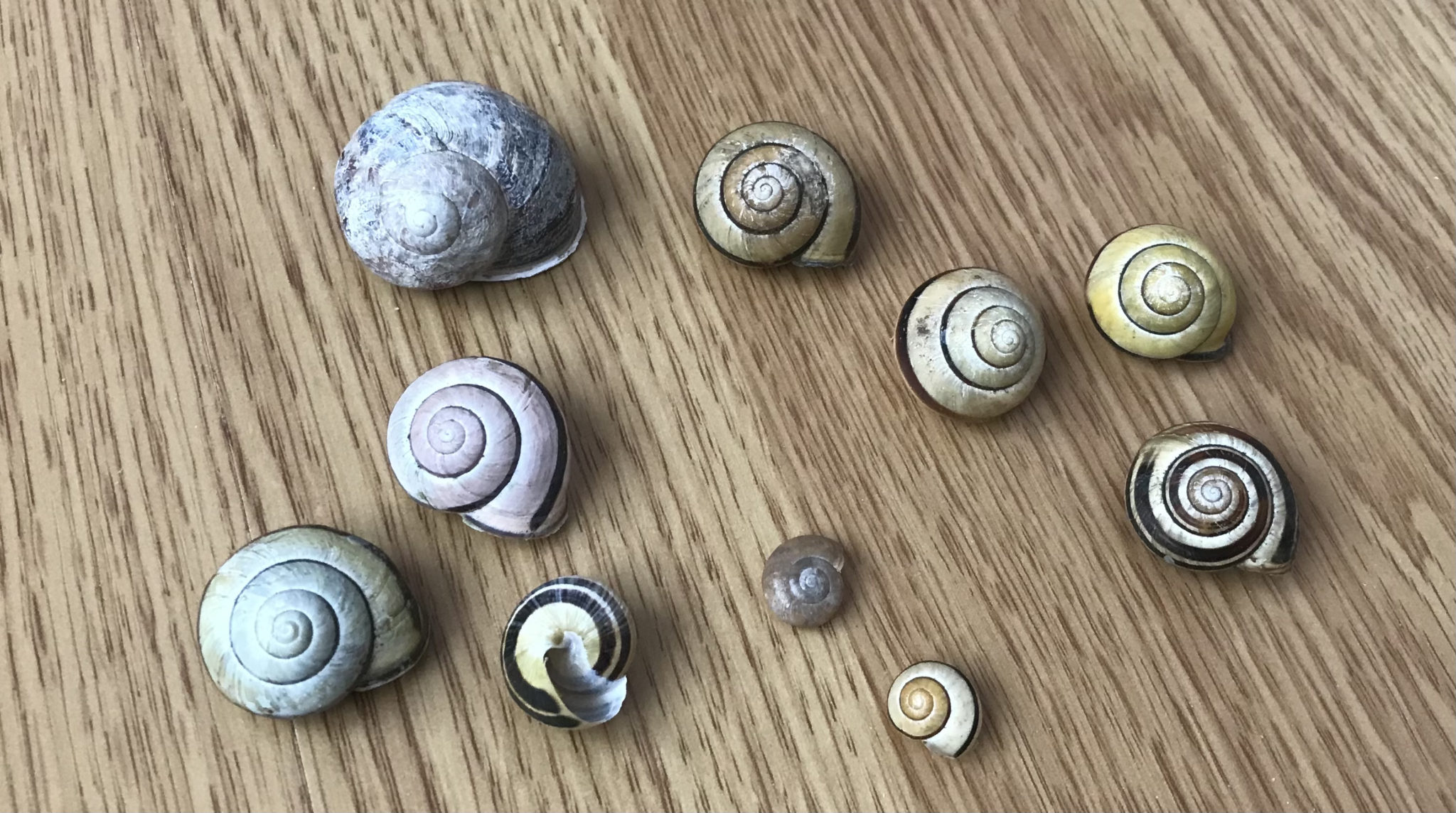 🔎L’ESCARGOT 🐌 – Cabane de Fleur
