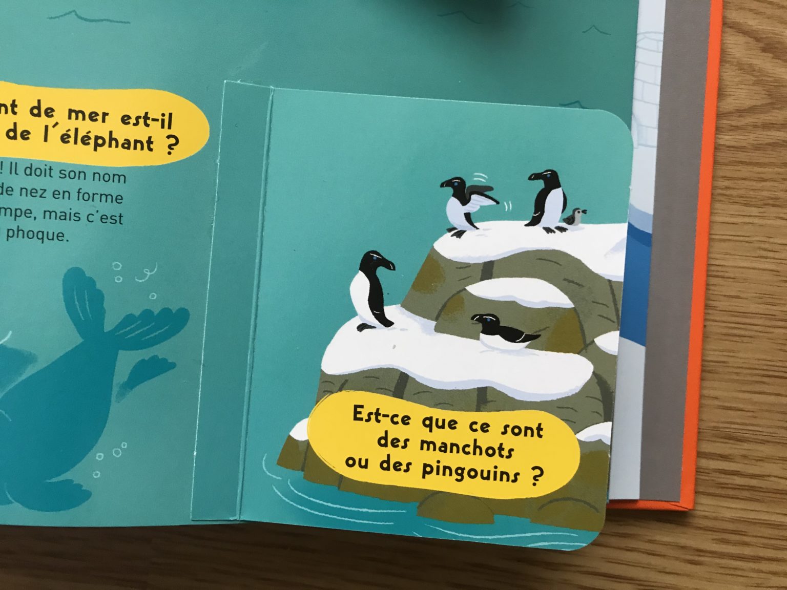 🔎LE MANCHOT ET LE PINGOUIN 🐧 – Cabane de Fleur