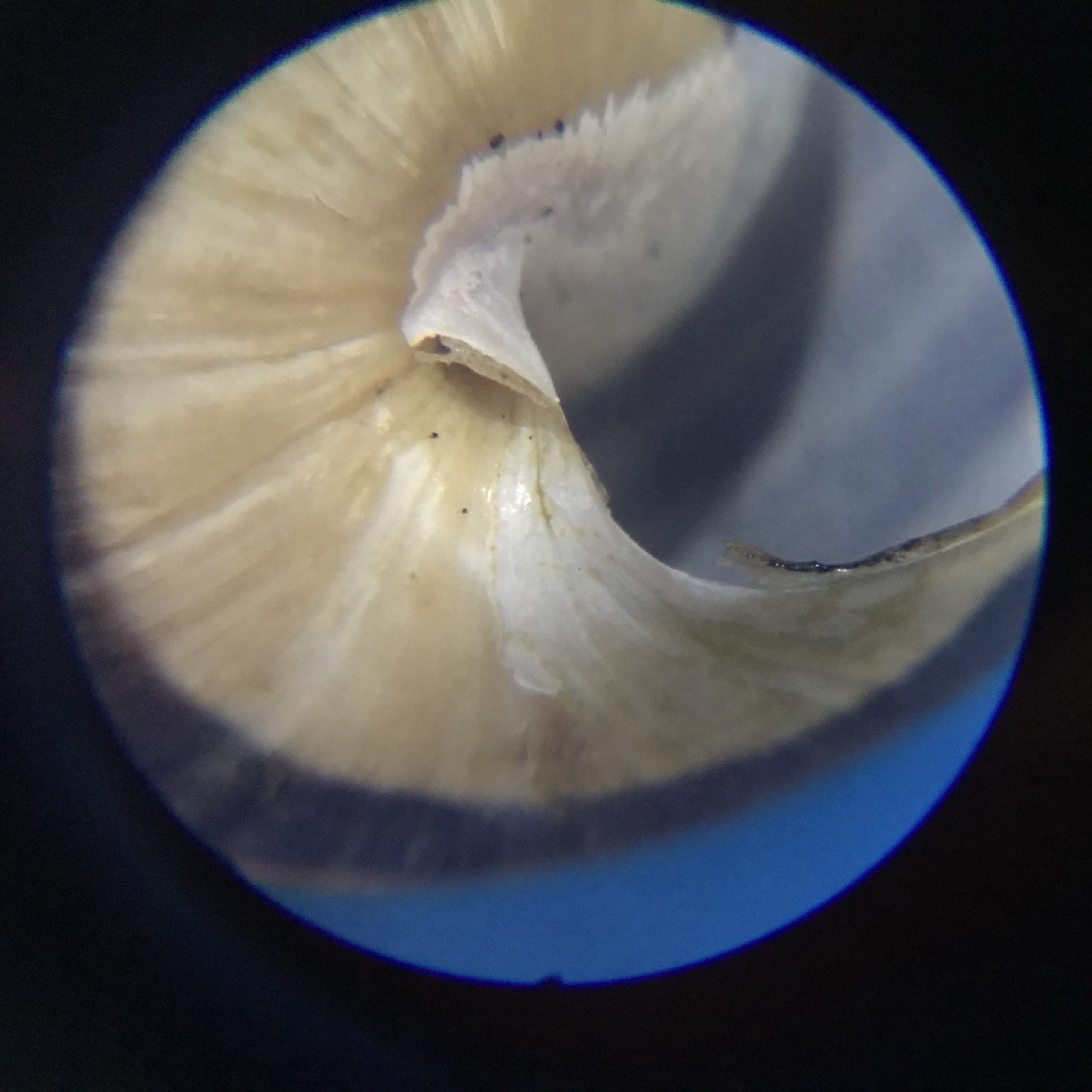 L’ESCARGOT – Cabane de Fleur