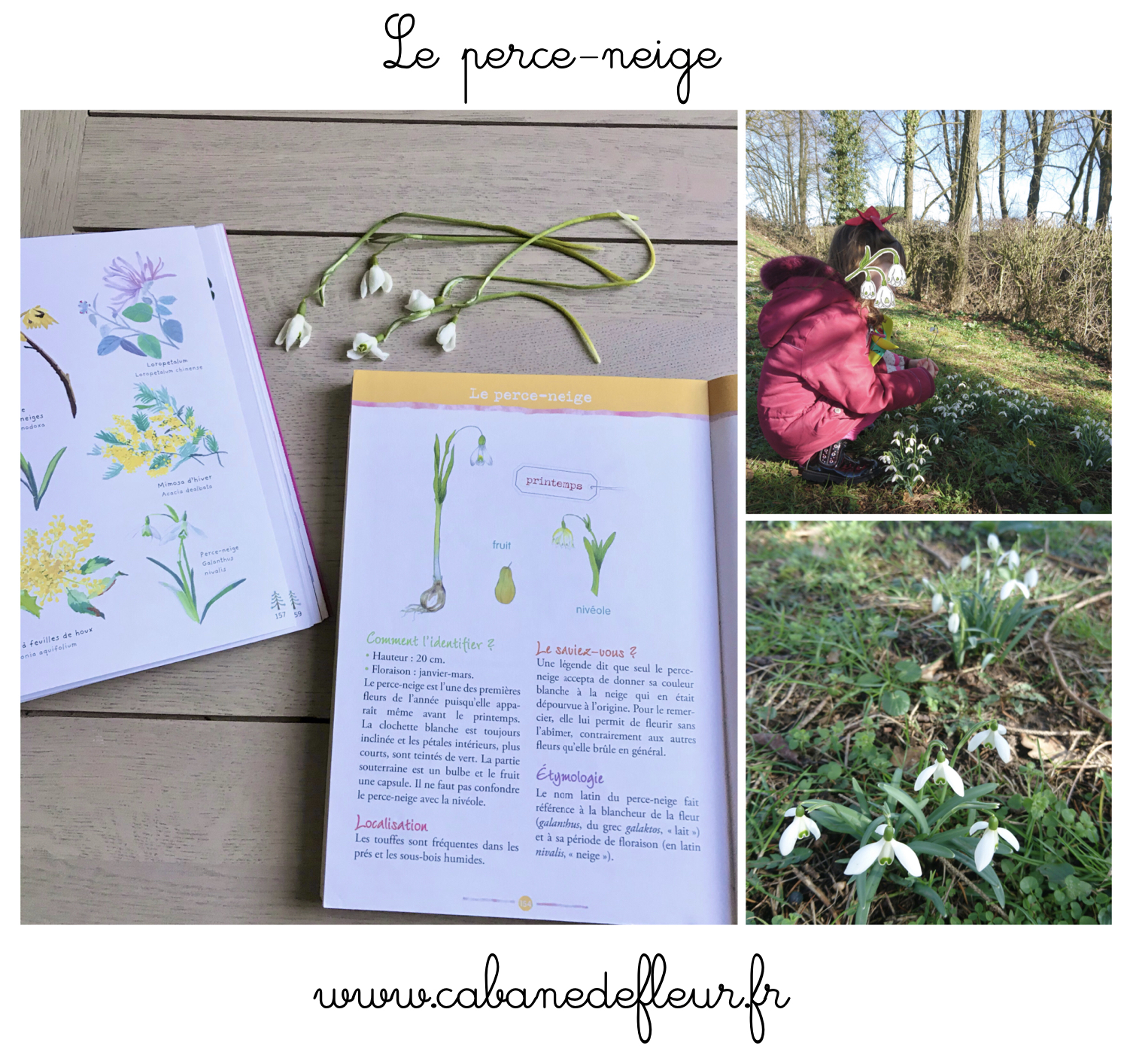 🔎LE PERCE-NEIGE – Cabane de Fleur