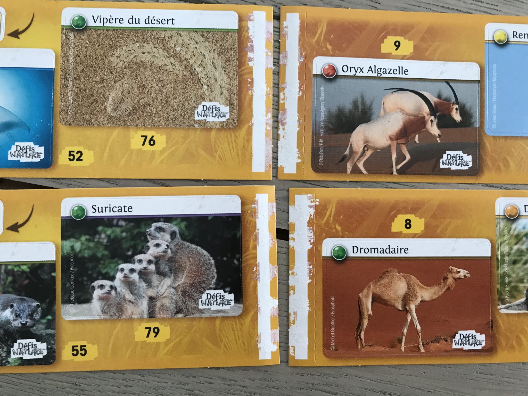 LE DÉSERT – Cabane de Fleur