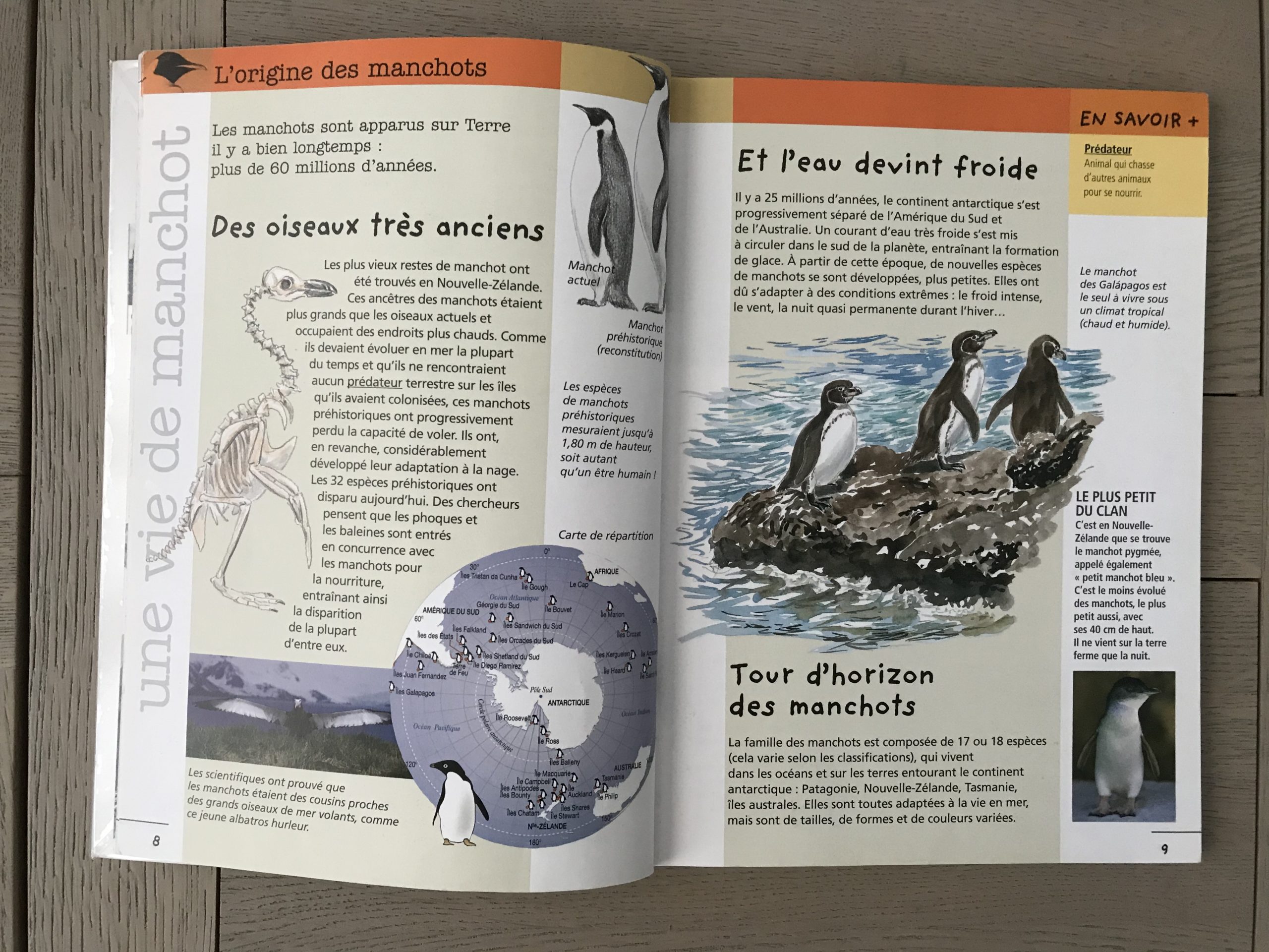 🔎LE MANCHOT ET LE PINGOUIN 🐧 – Cabane de Fleur