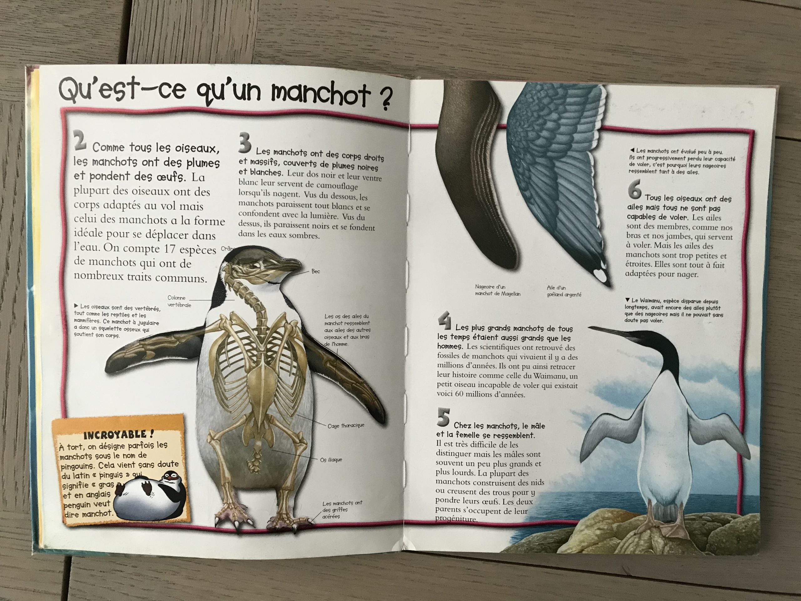 🔎LE MANCHOT ET LE PINGOUIN 🐧 – Cabane de Fleur