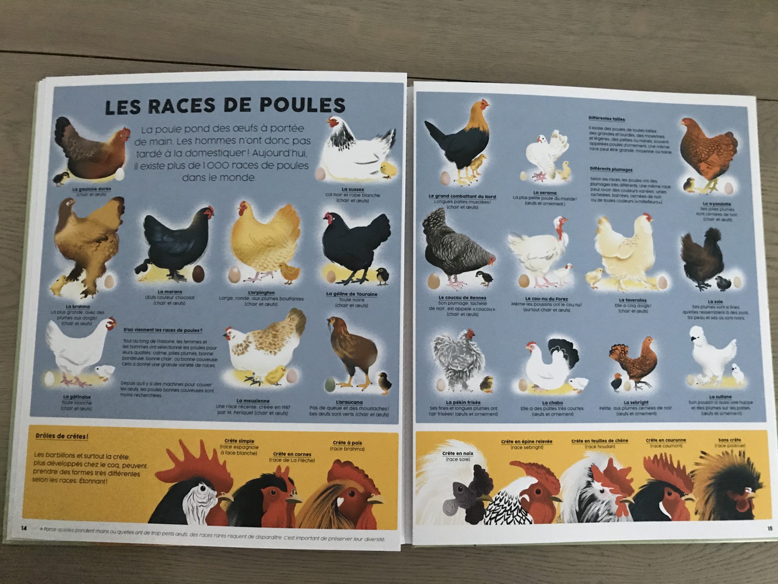 🔎LA POULE 🐓 – Cabane de Fleur