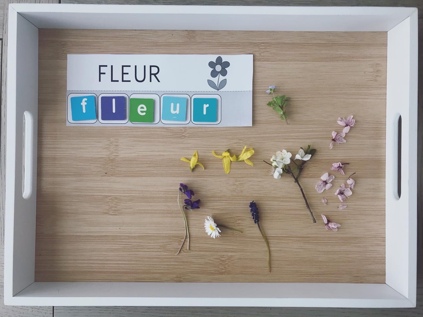 🔎LES FLEURS 🌺 – Cabane de Fleur