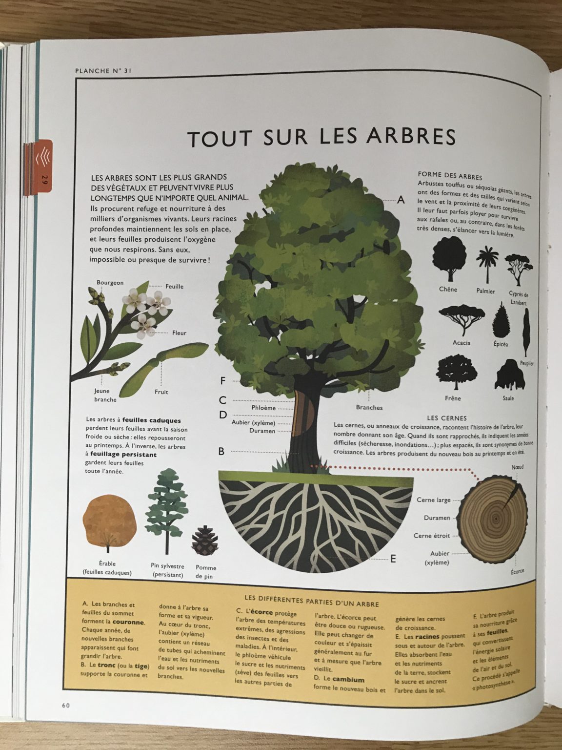 🔎LES ARBRES 🌳 – Cabane de Fleur