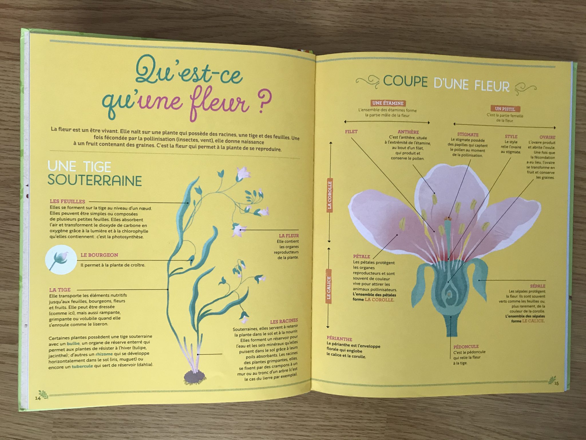 🔎LES FLEURS 🌺 – Cabane de Fleur