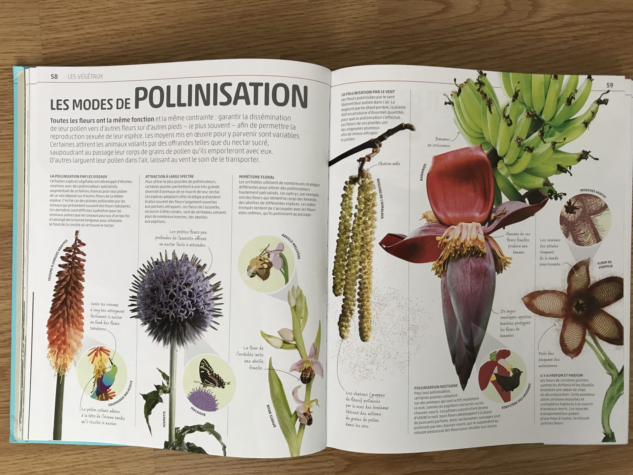 🔎LES FLEURS 🌺 – Cabane de Fleur