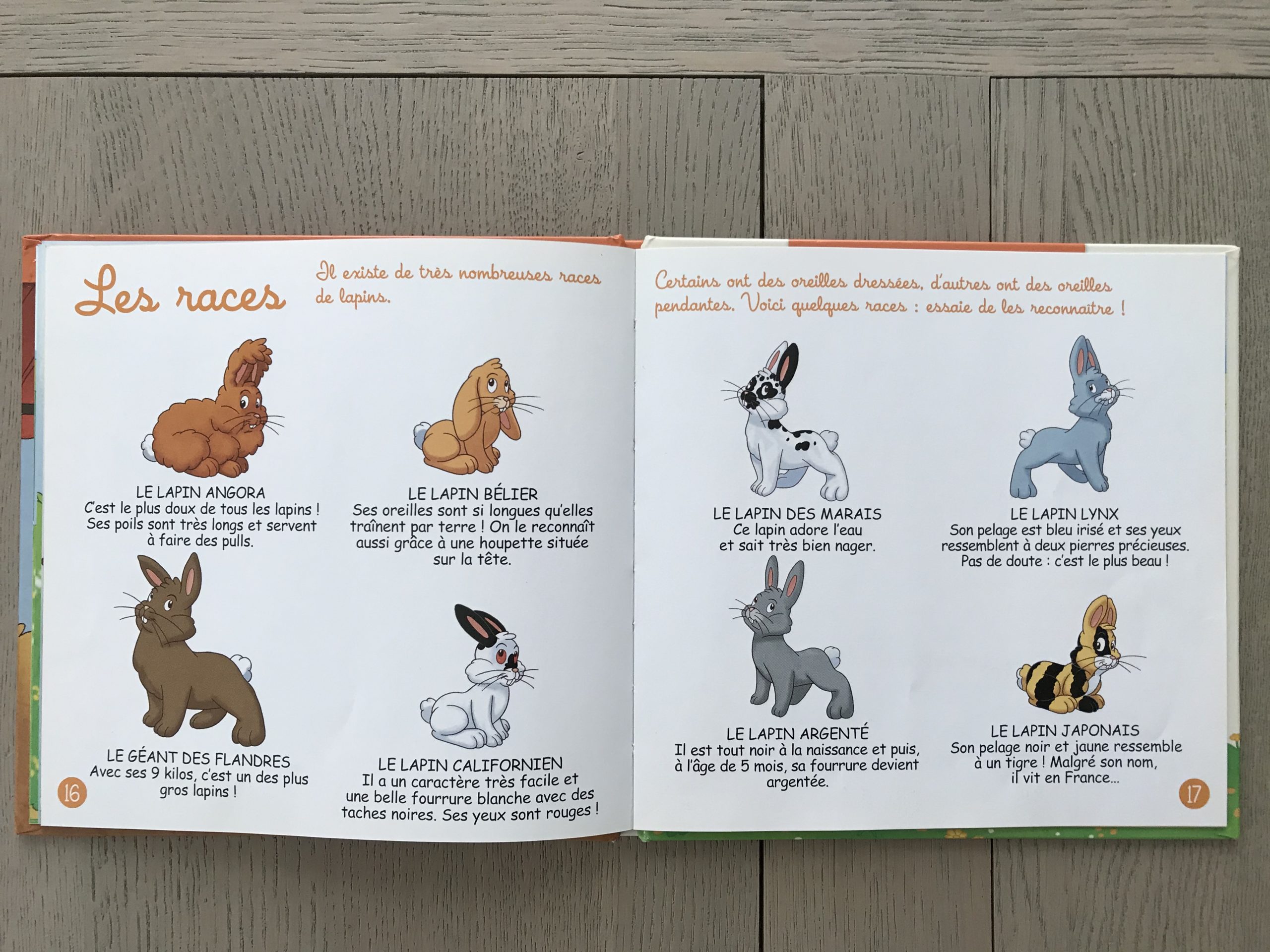 🔎LE LAPIN 🐰 – Cabane de Fleur