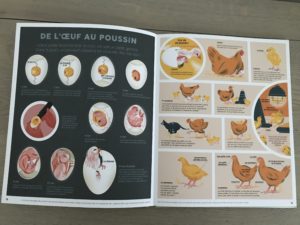 🔎LA POULE 🐓 – Cabane de Fleur
