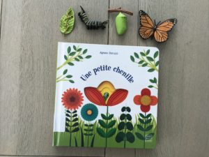 🔎LE PAPILLON 🦋 – Cabane de Fleur