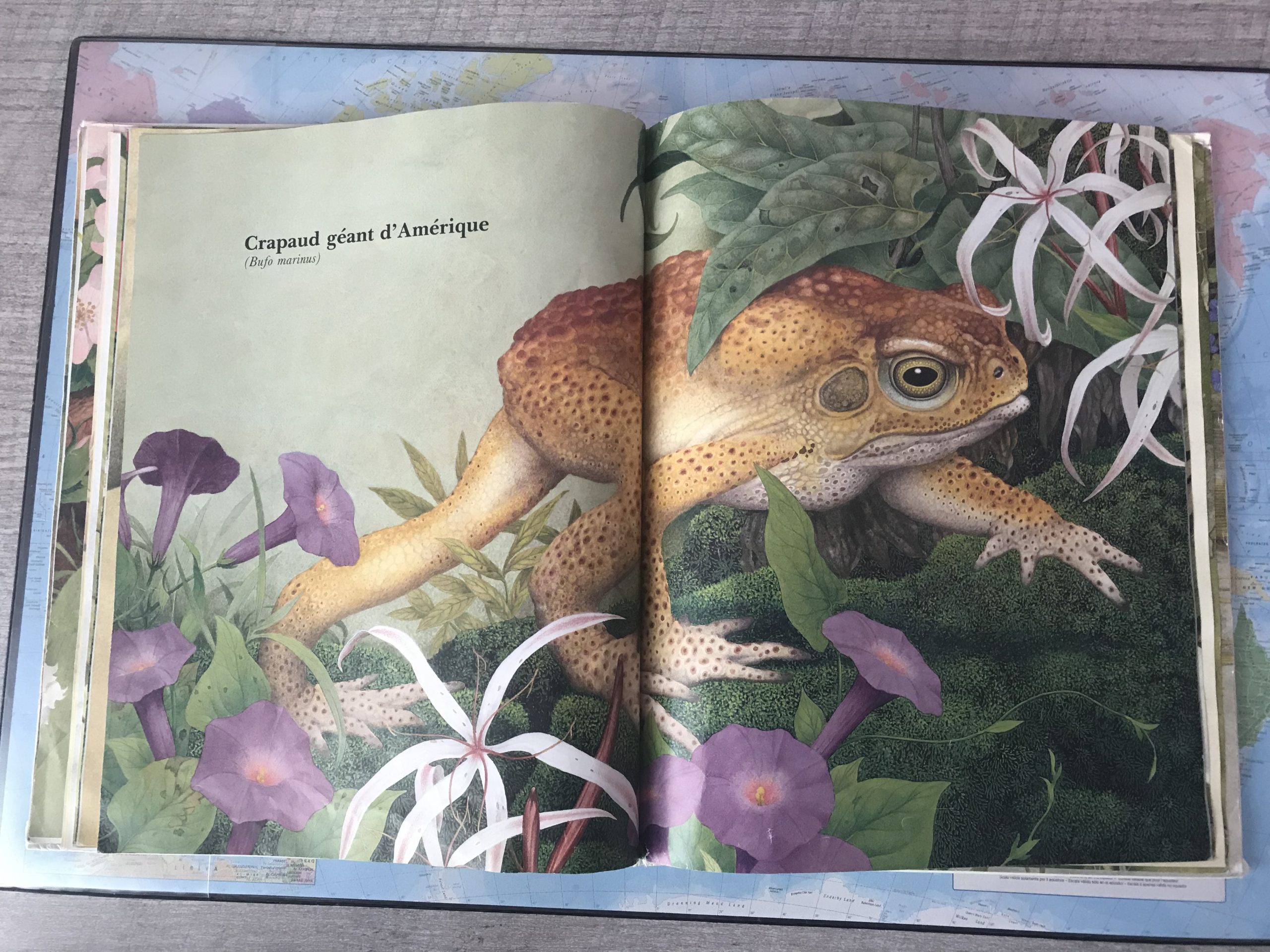 LA GRENOUILLE – Cabane de Fleur