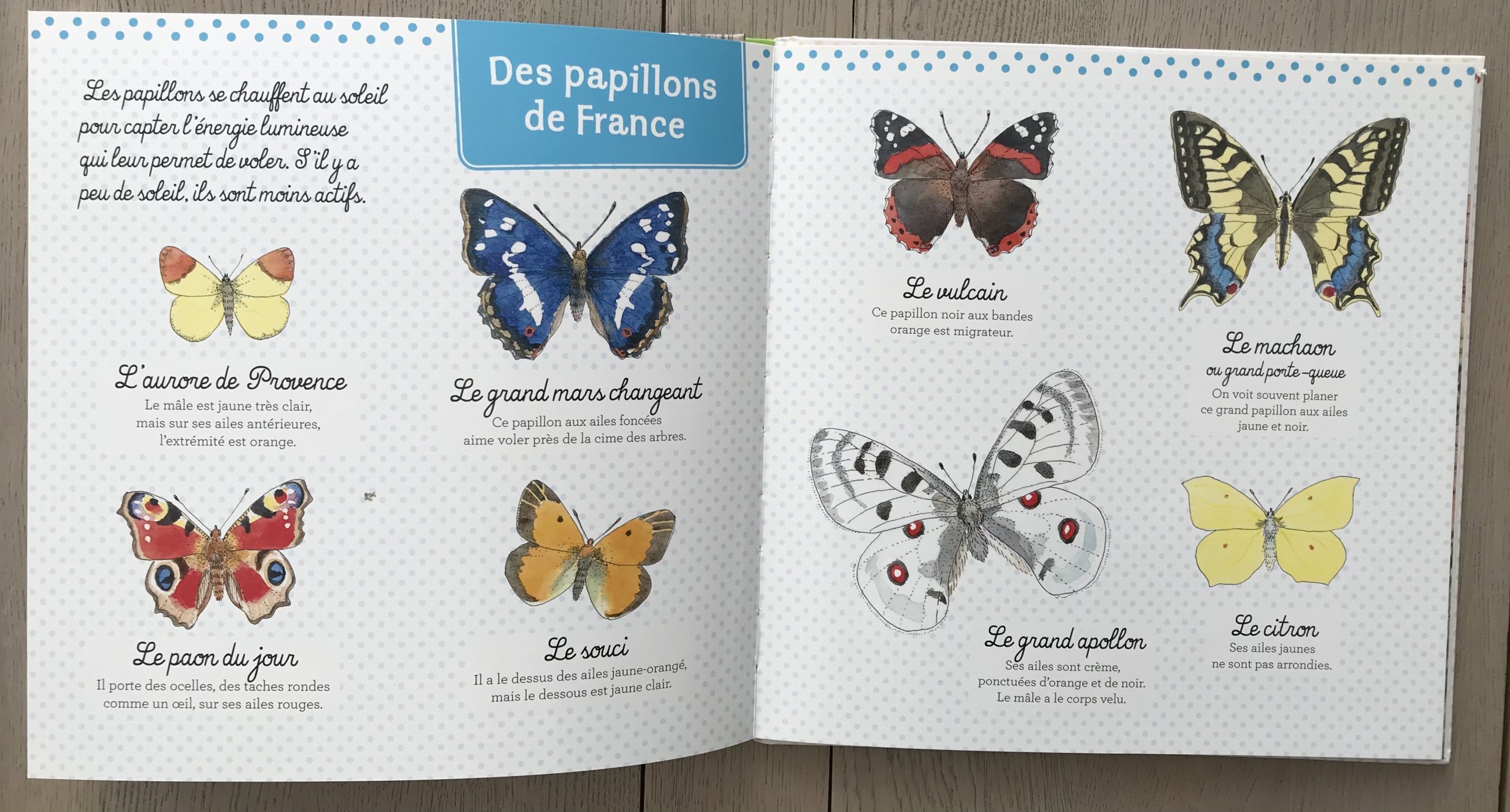 🔎LE PAPILLON 🦋 – Cabane de Fleur