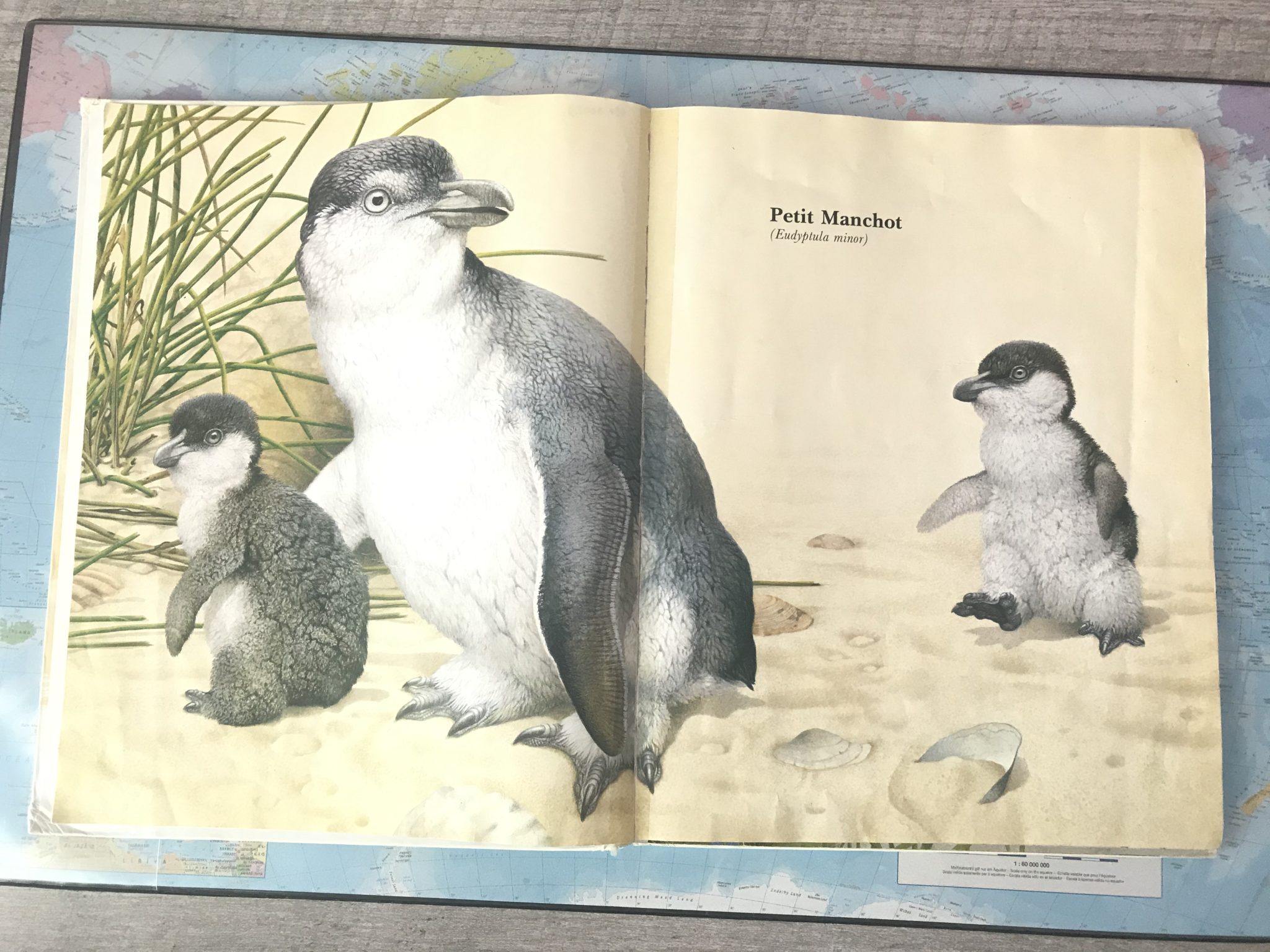 LE MANCHOT ET LE PINGOUIN – Cabane de Fleur