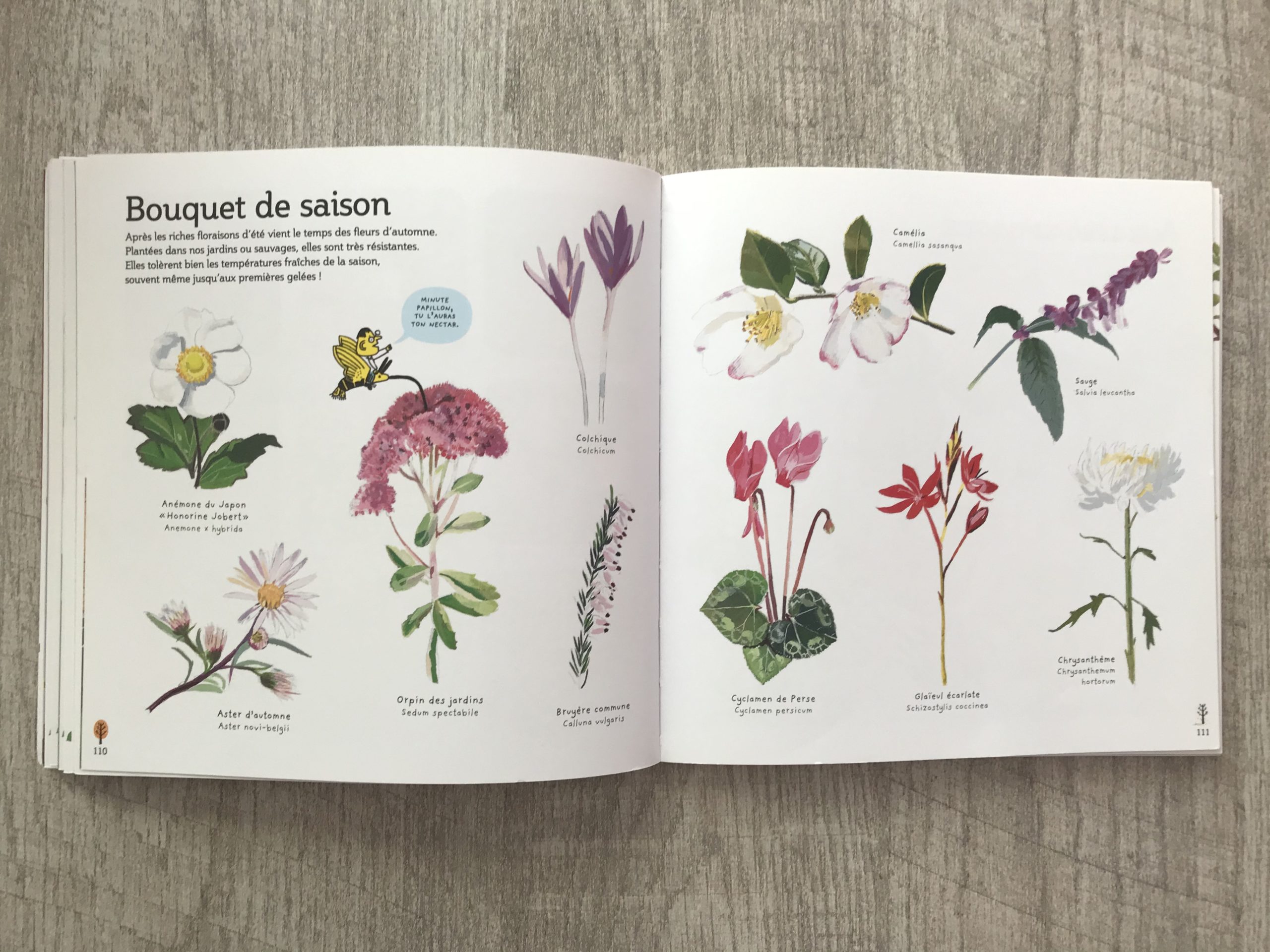 🔎LES FLEURS 🌺 – Cabane de Fleur