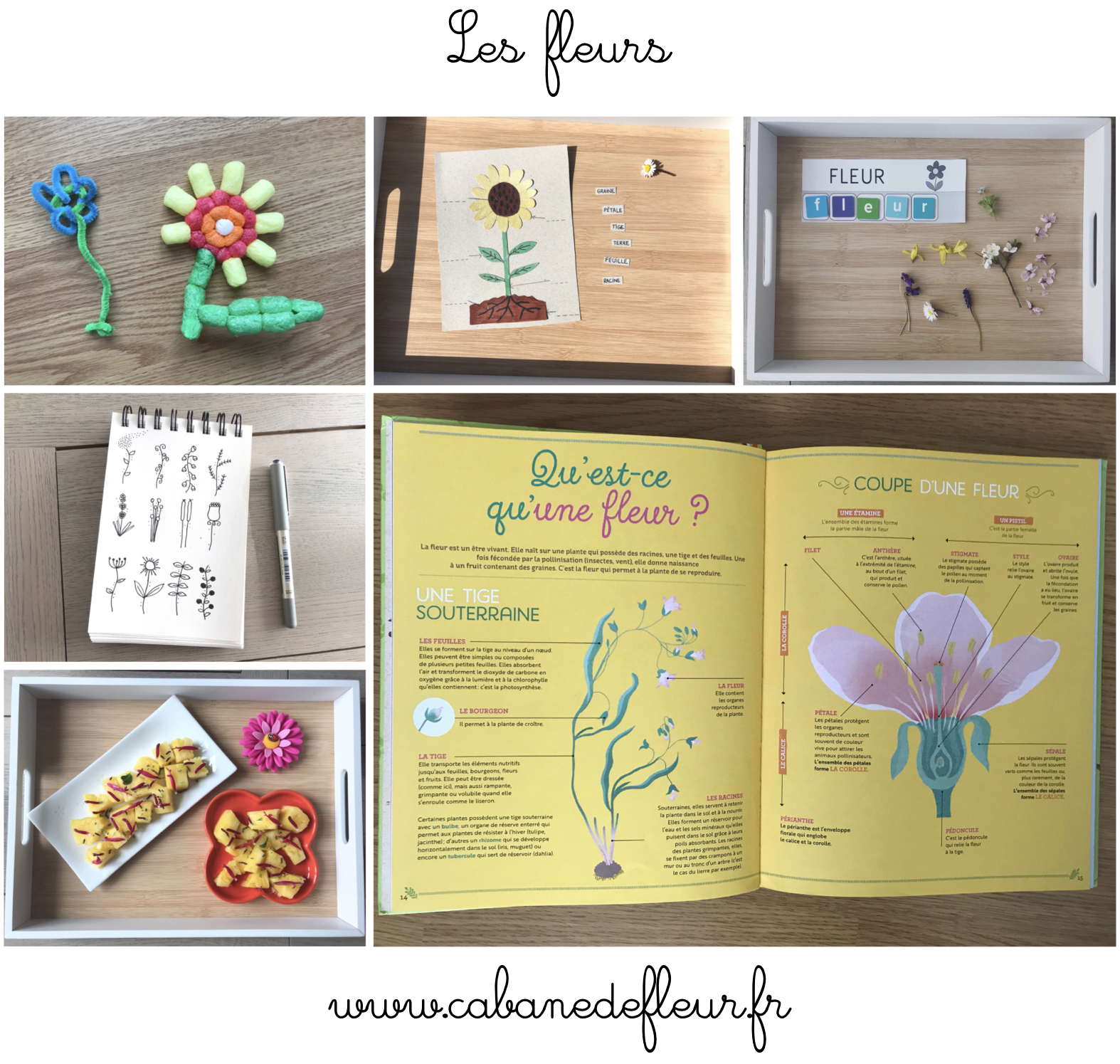 🔎LES FLEURS 🌺 – Cabane de Fleur