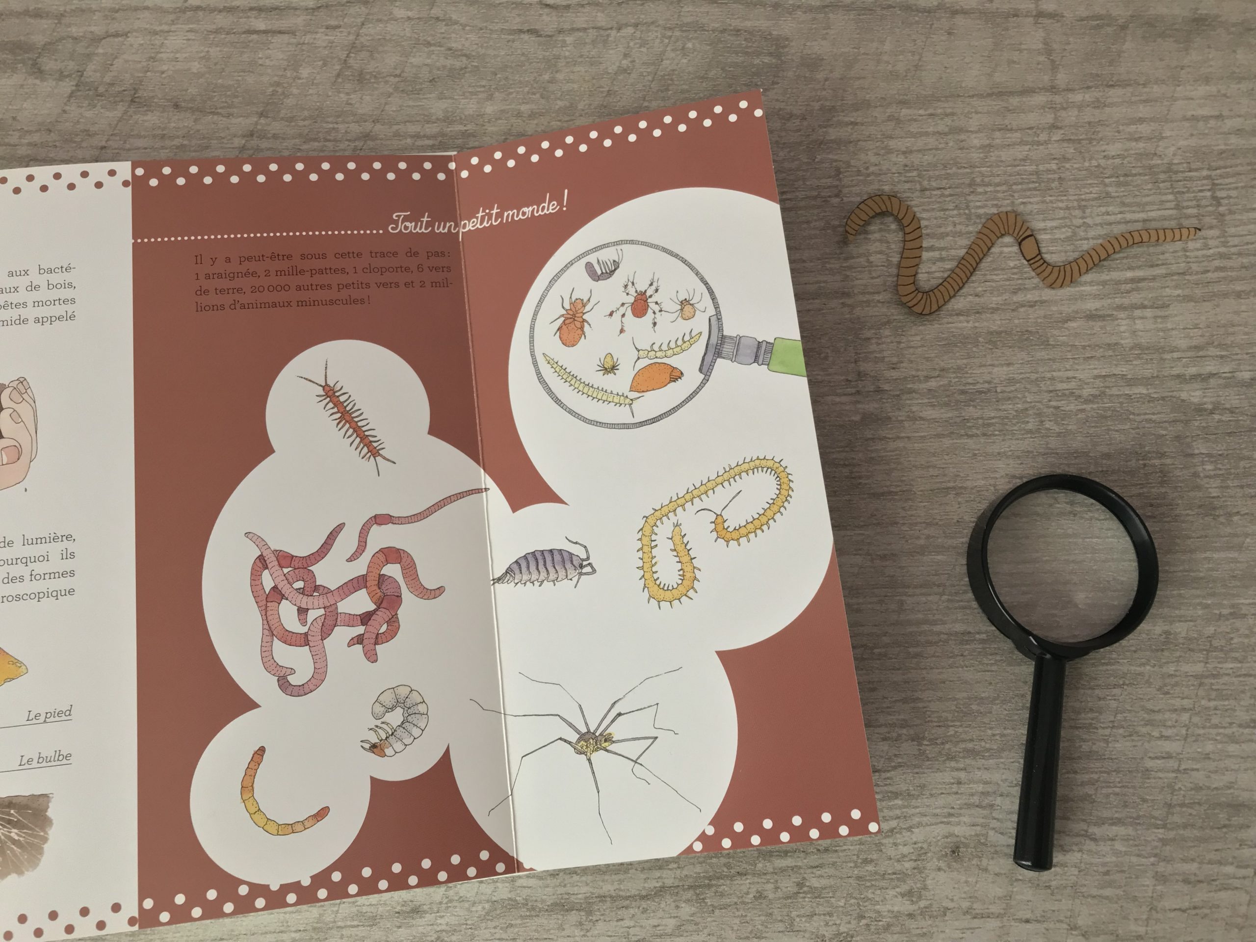 🔎LE VER DE TERRE 🪱 – Cabane de Fleur