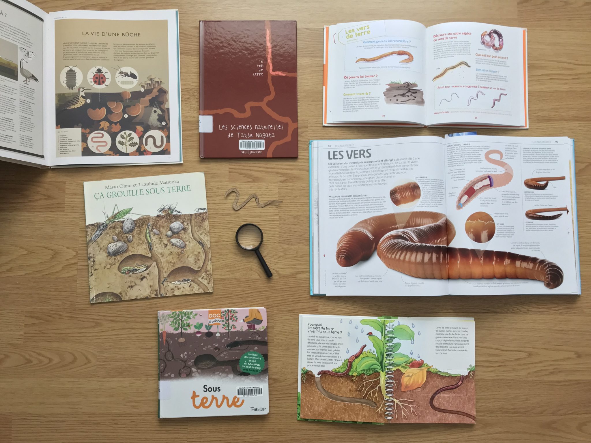 🔎LE VER DE TERRE 🪱 – Cabane de Fleur