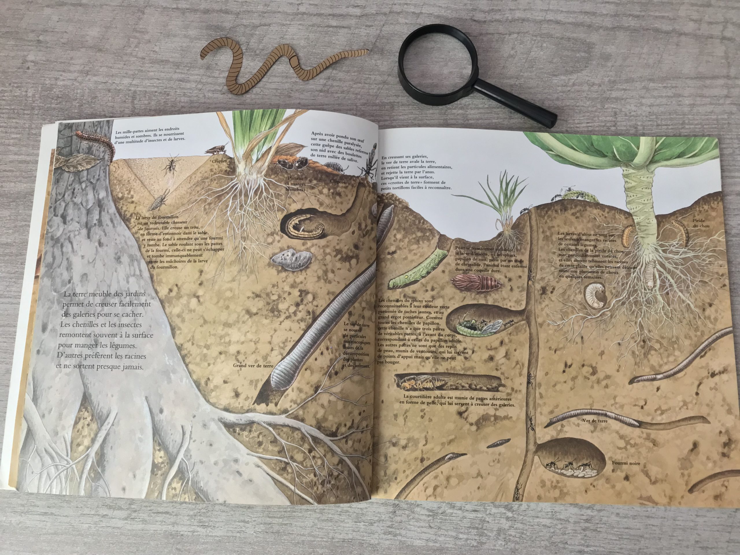 🔎LE VER DE TERRE 🪱 – Cabane de Fleur