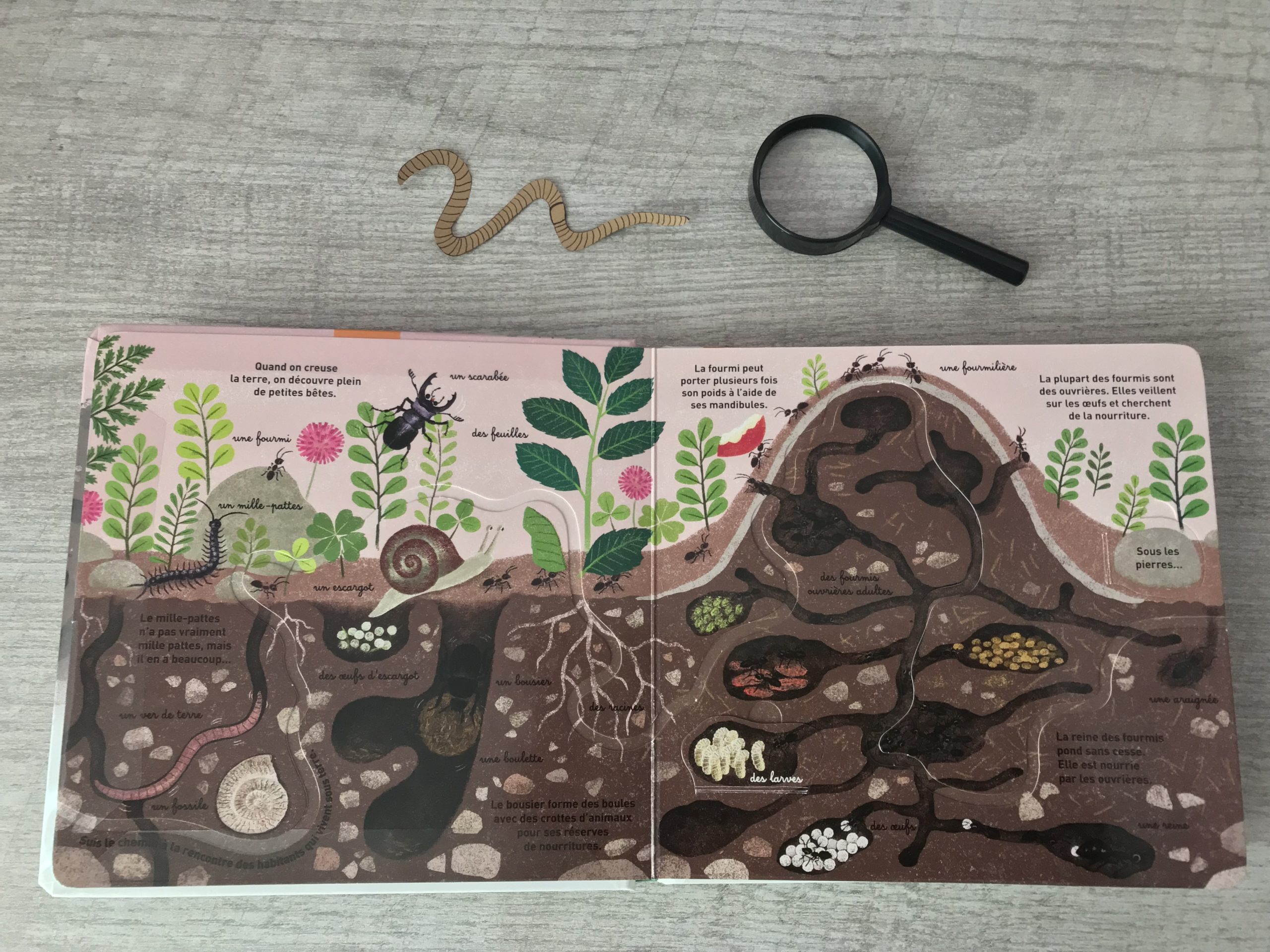 🔎LE VER DE TERRE 🪱 – Cabane de Fleur