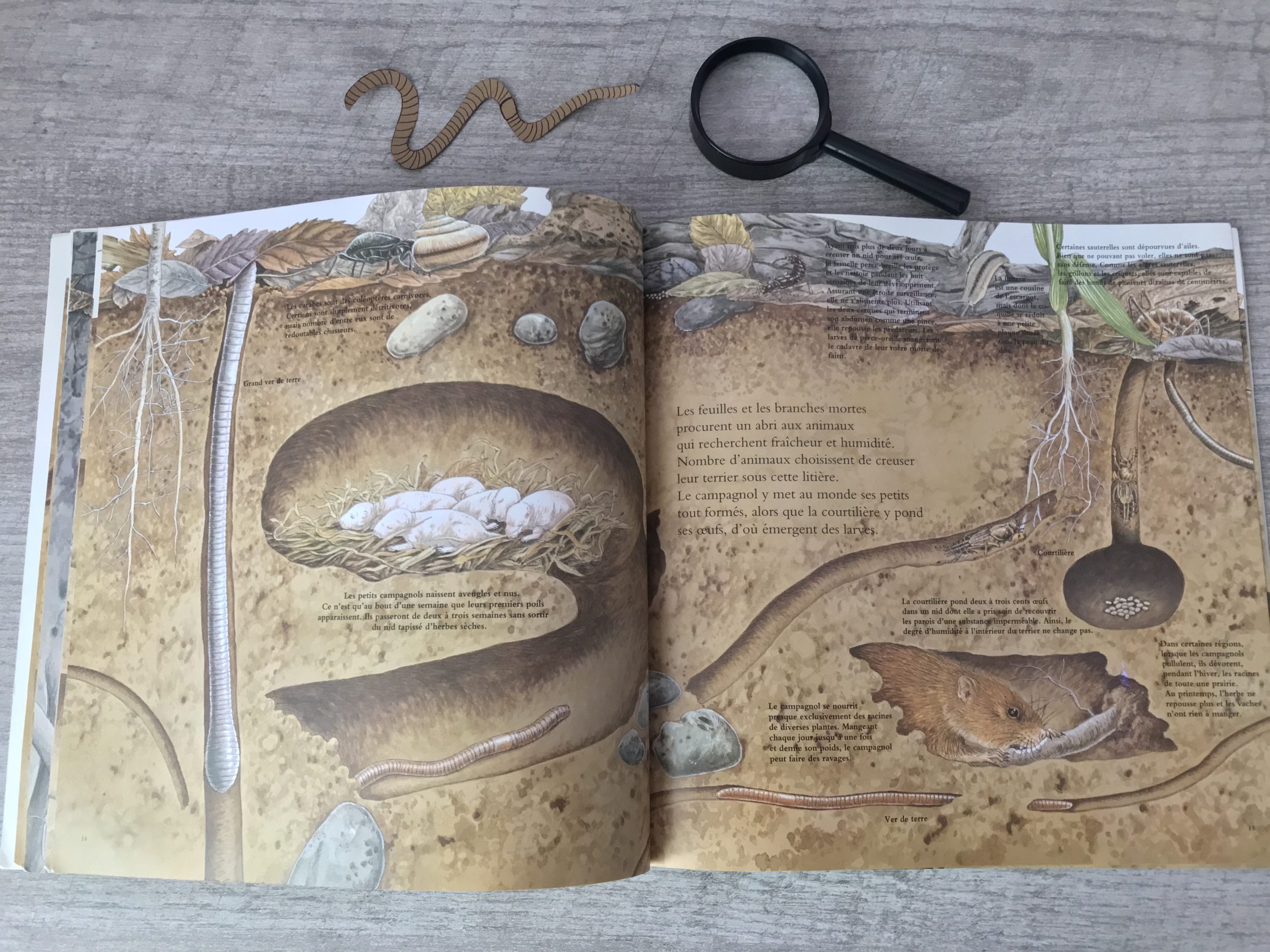 🔎LE VER DE TERRE 🪱 – Cabane de Fleur