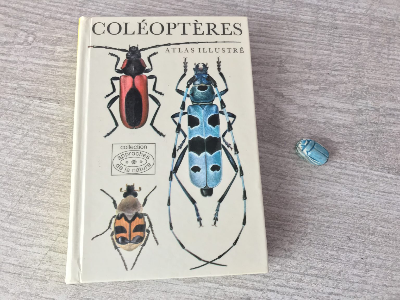 🔎LES COLÉOPTÈRES 🪲🐞 – Cabane de Fleur