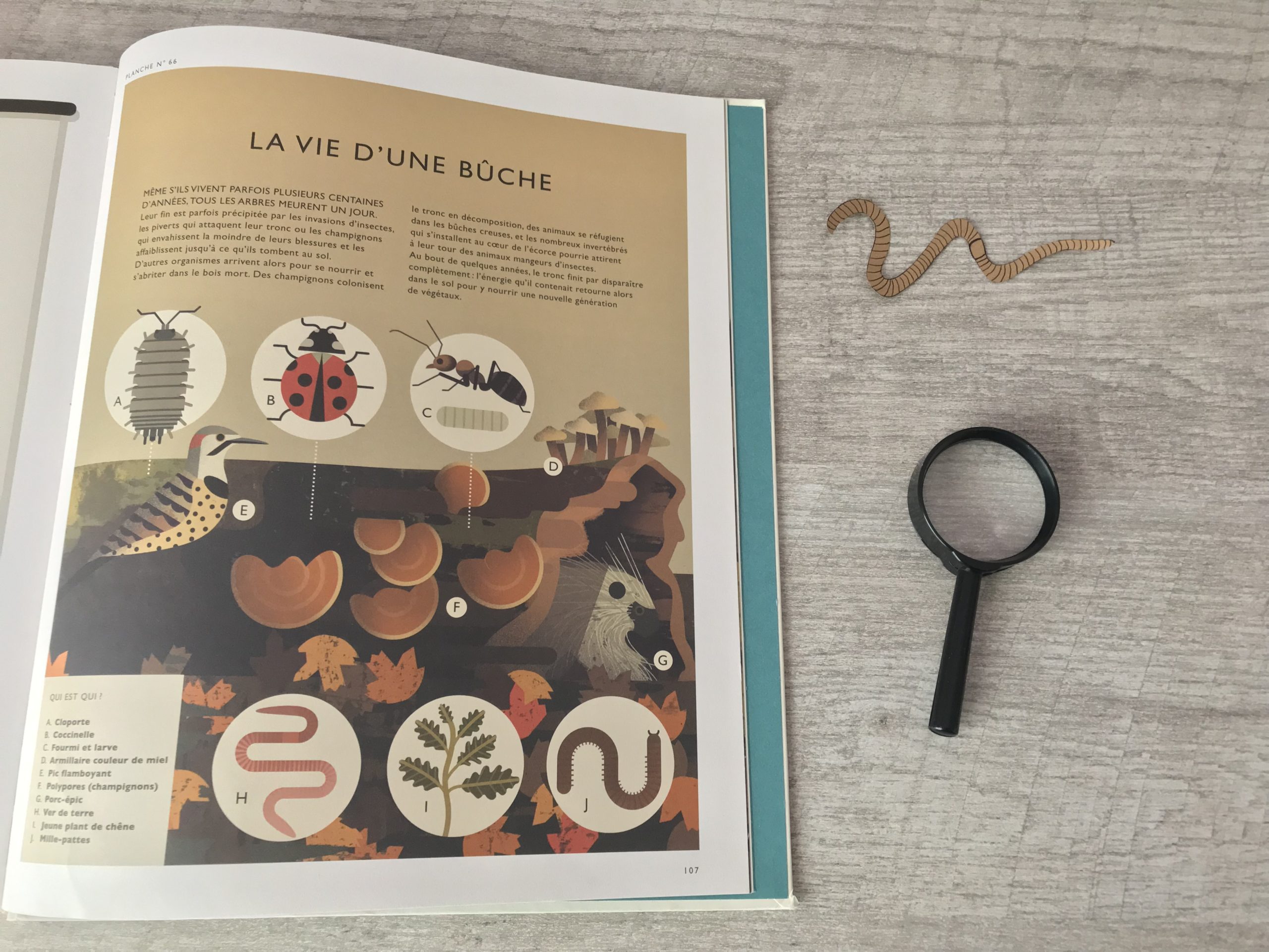 🔎LE VER DE TERRE 🪱 – Cabane de Fleur
